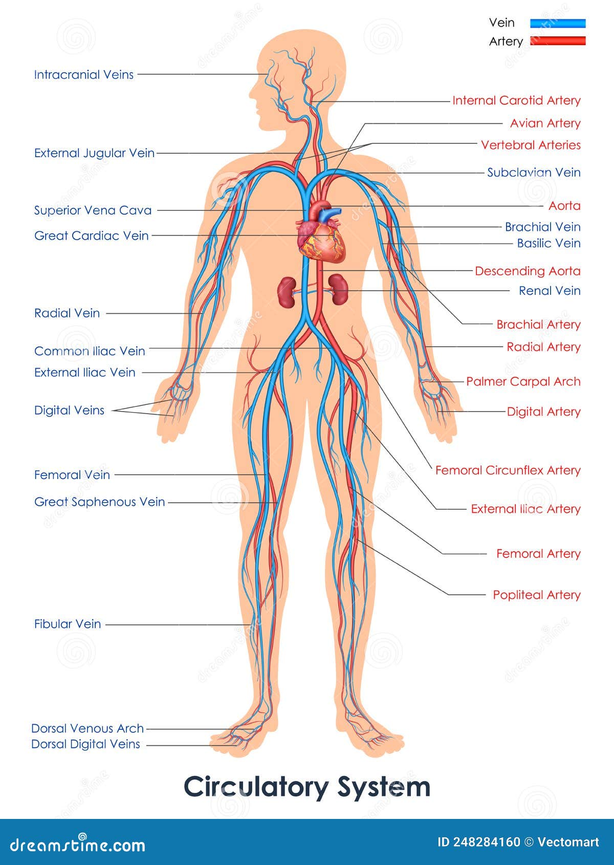 Circulatory System Chart