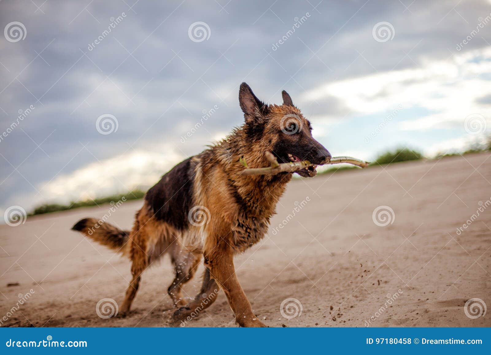Healthy and Active German Shepherd Dog Stock Photo - Image of hair ...