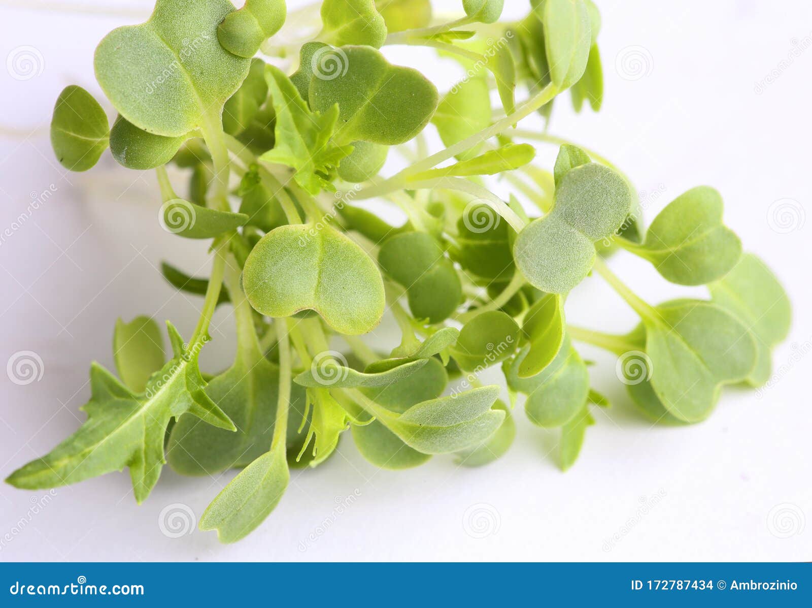Appetizing Microgreens Sprouts Stock Photo - Image of micro, broccoli ...