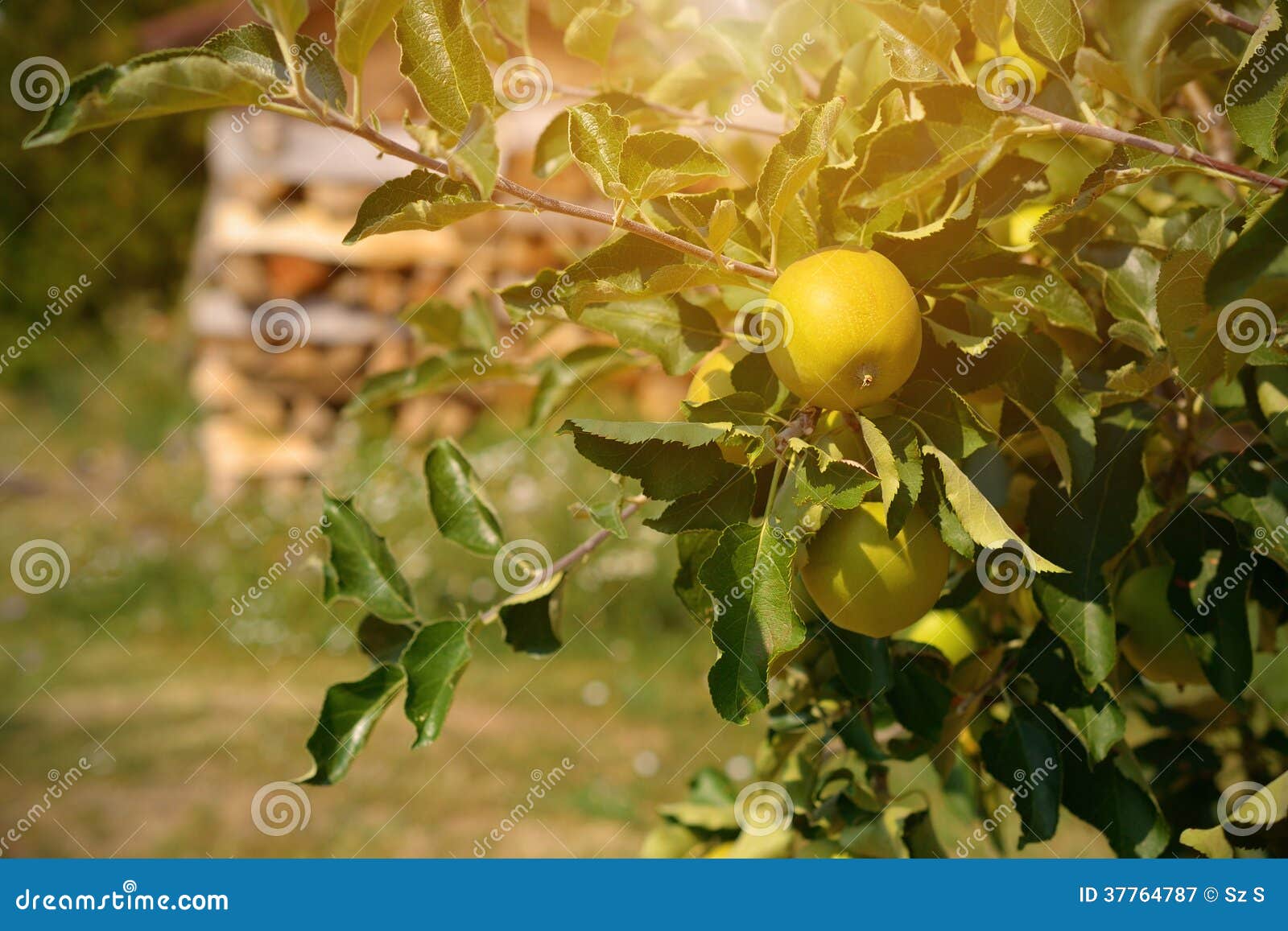 Healthy apple on a tree stock image. Image of fresh, summer - 37764787