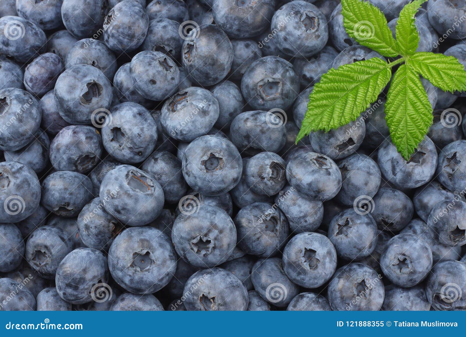 Healthy Background. Blueberry Texture. Blueberries Background. Fruit ...