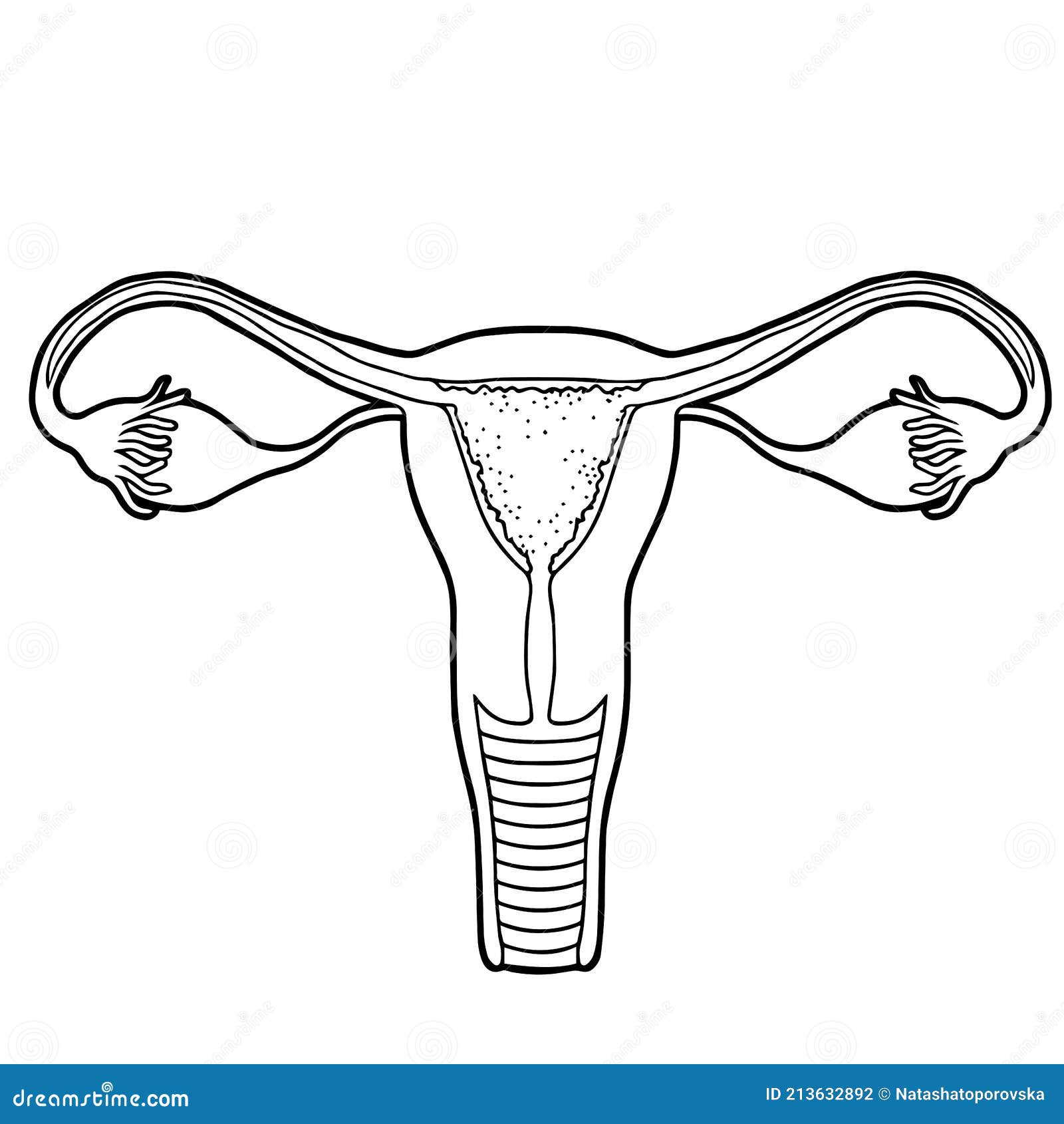 Healthy Beauty Female Reproductive System Vector Illustration Stock ...
