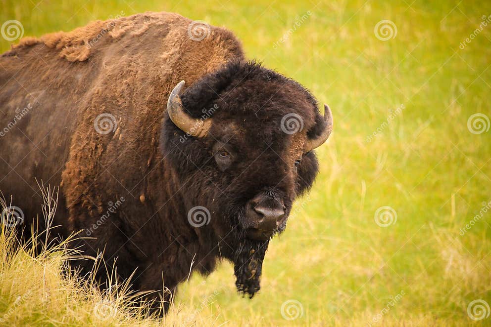 Healthy Bison on the Grasslands Stock Photo - Image of dakota, animal ...