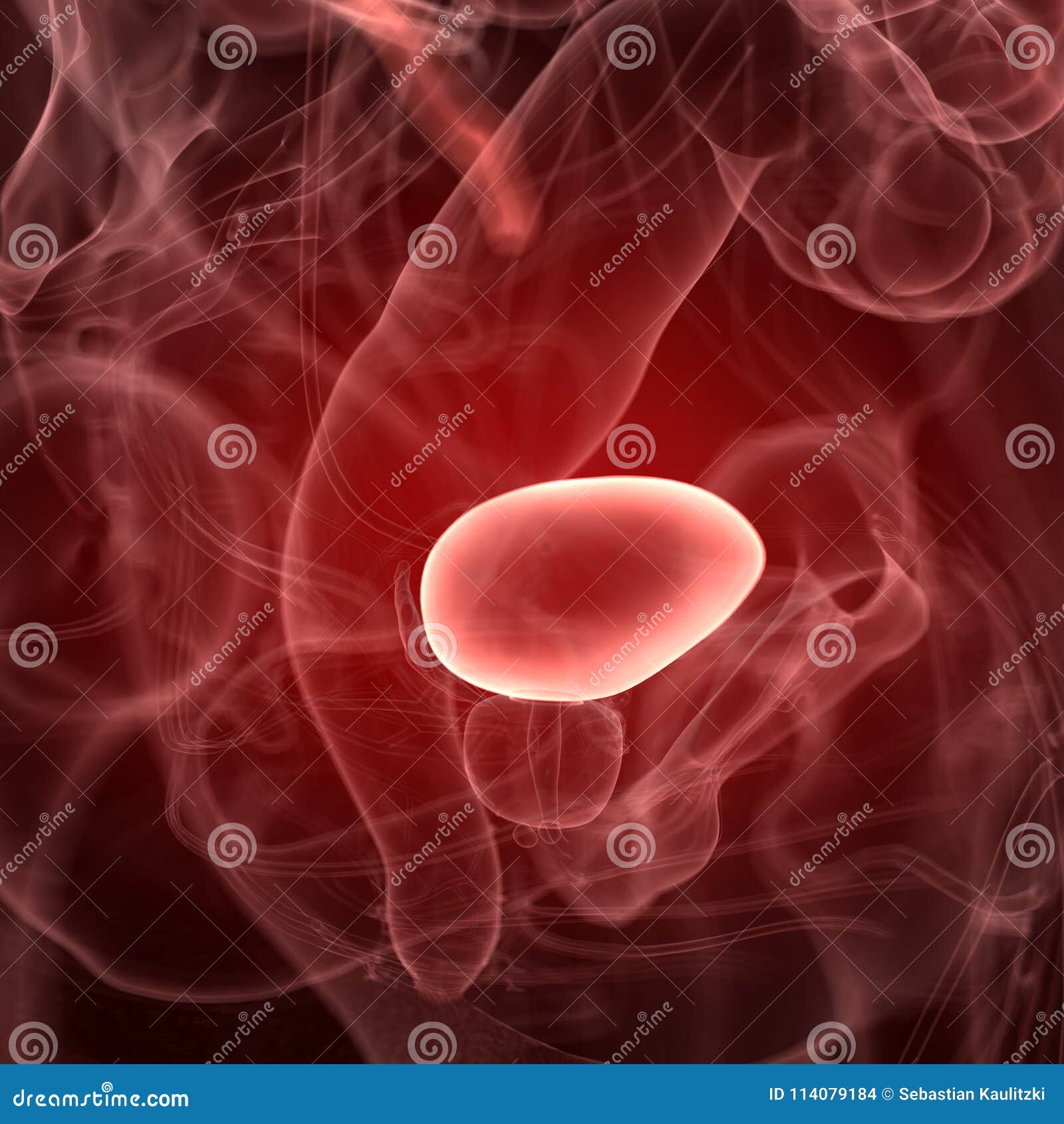 Healthy Bladder Infographic Vector Illustration | CartoonDealer.com ...