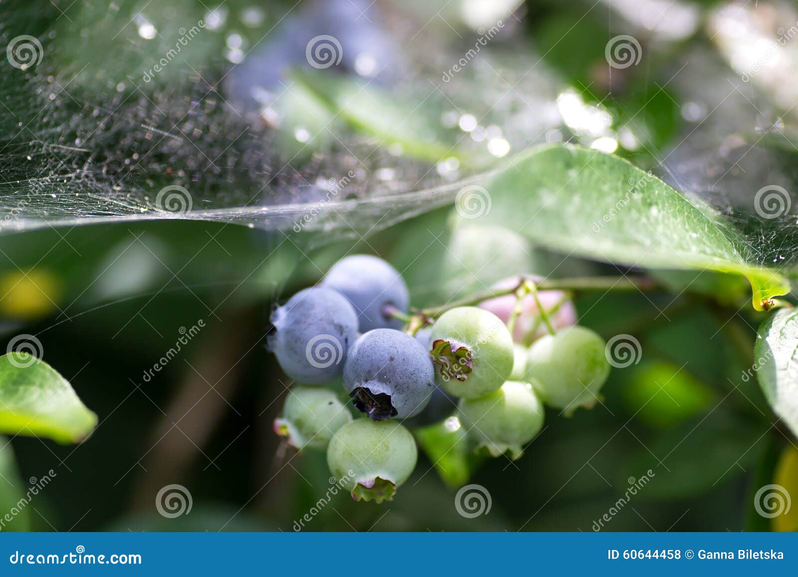 Healthy blueberry stock photo. Image of rare, spider - 60644458