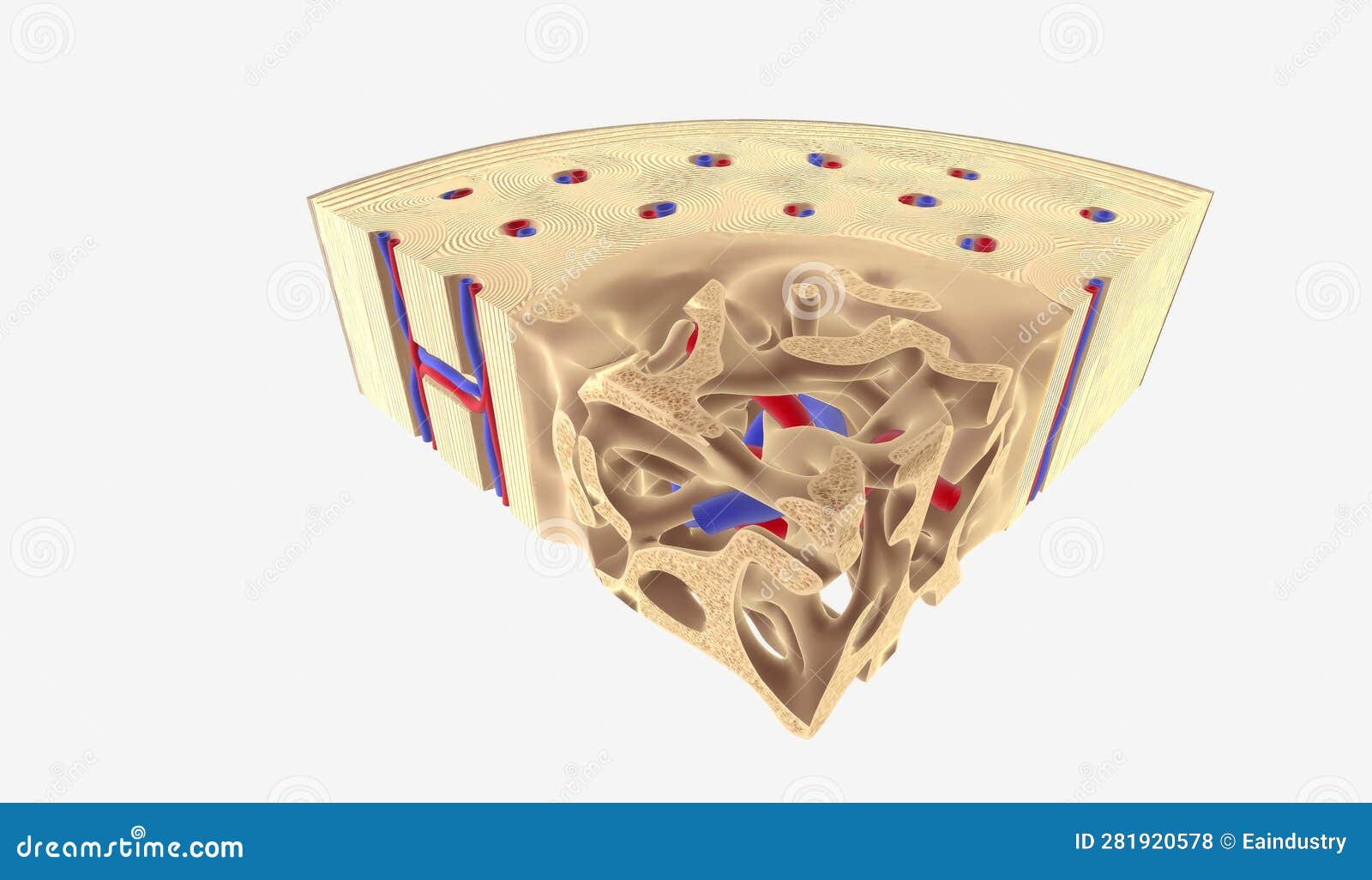 The Healthy Bone Cross Section Stock Illustration - Illustration of ...