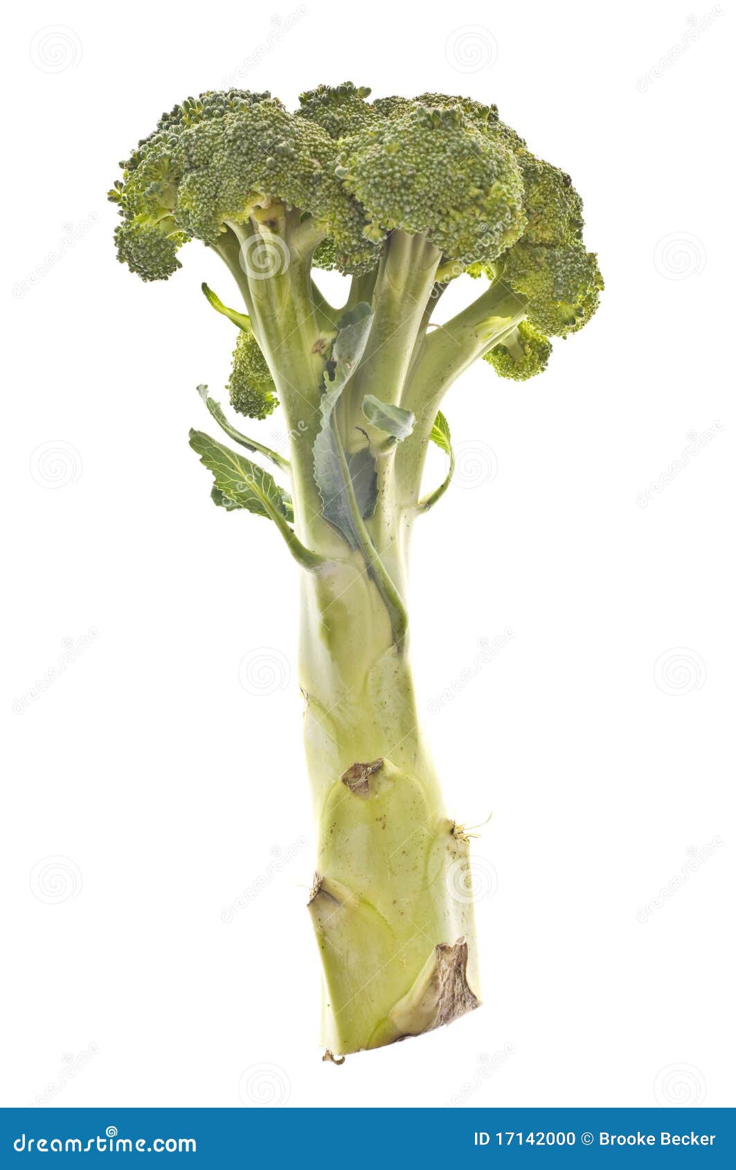 Healthy Broccoli Stalks stock photo. Image of clipping - 17142000