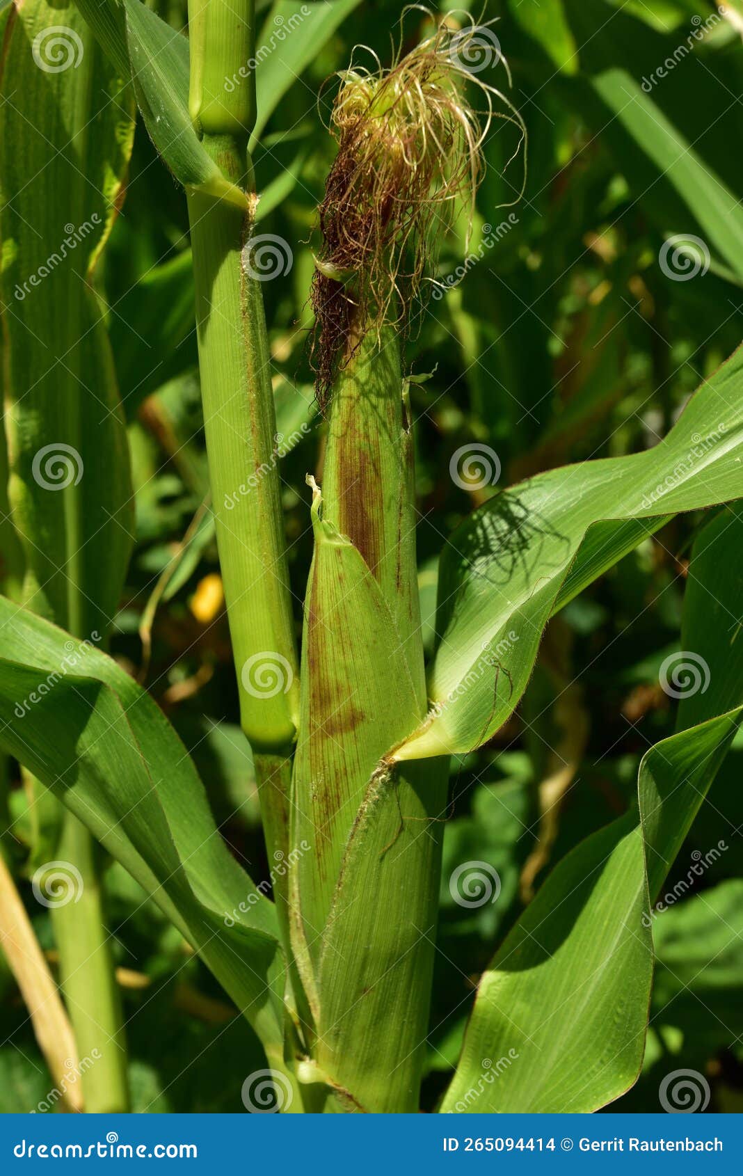 A Healthy Budding Corn on the Cob Stock Photo - Image of nature, plant ...