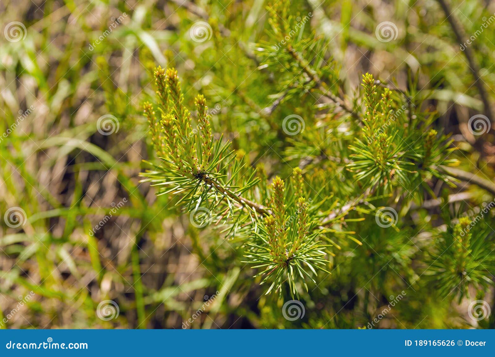 Healthy buds of pine stock photo. Image of young, salutary - 189165626