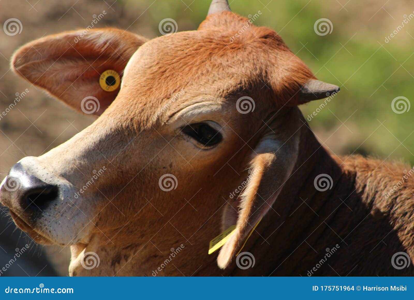 Healthy bull head stock photo. Image of bull, head, agriculture - 175751964