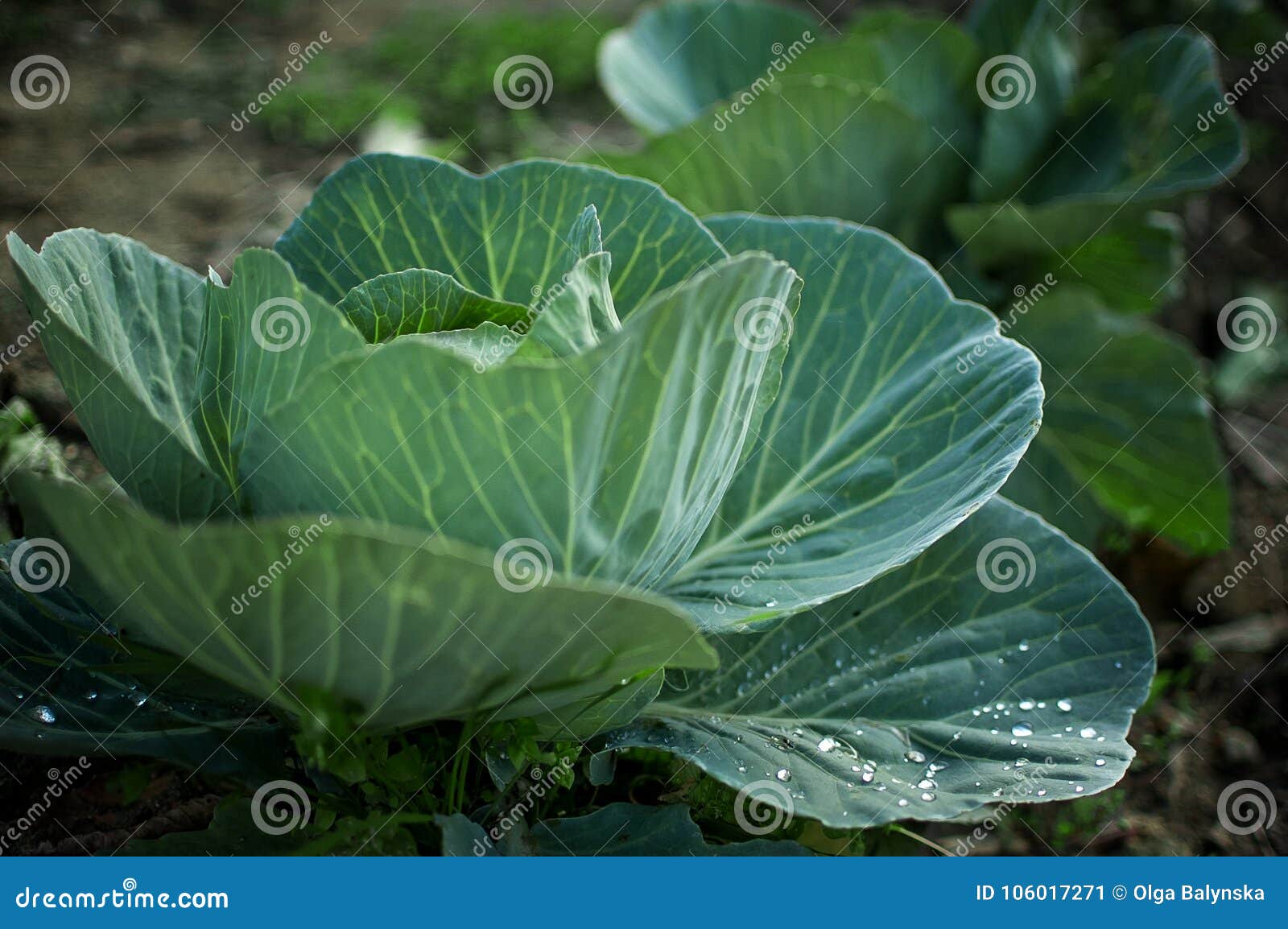 Healthy Cabbage Growing in the Soil Stock Image - Image of healthy ...