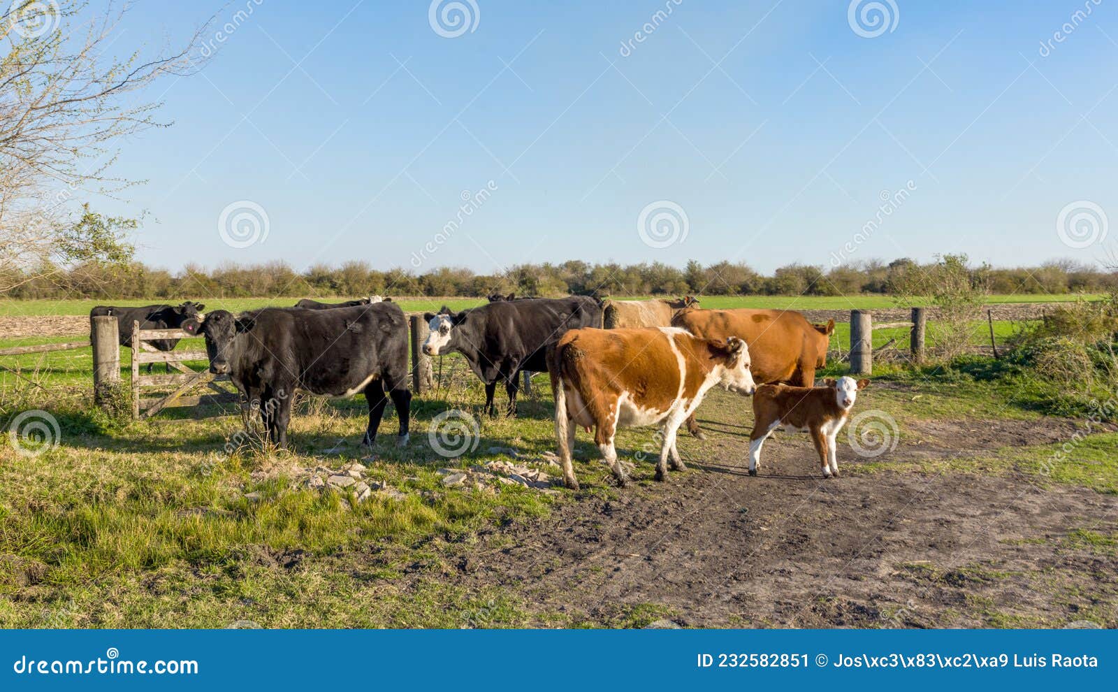 Healthy cattle livestock stock image. Image of looking - 232582851