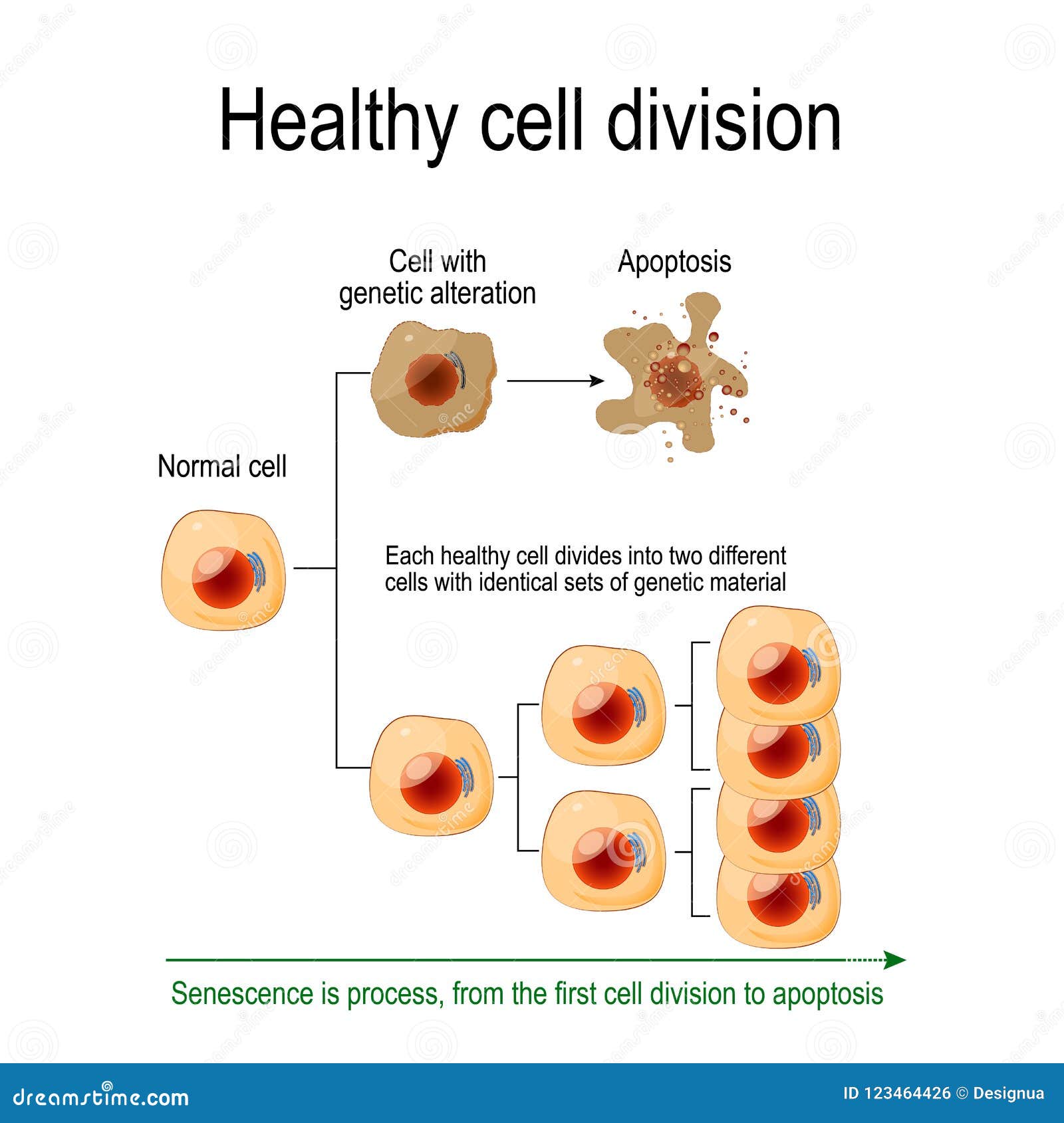Healthy cell division stock vector. Illustration of diagnosis - 123464426
