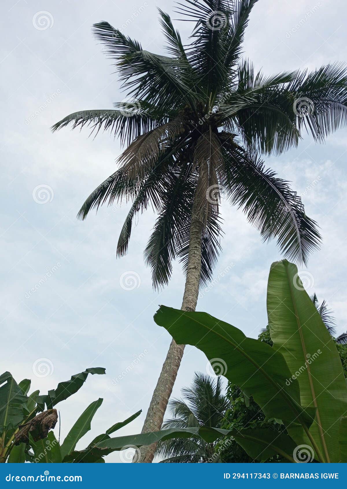 Healthy Coconut T stock image. Image of health, food - 294117343