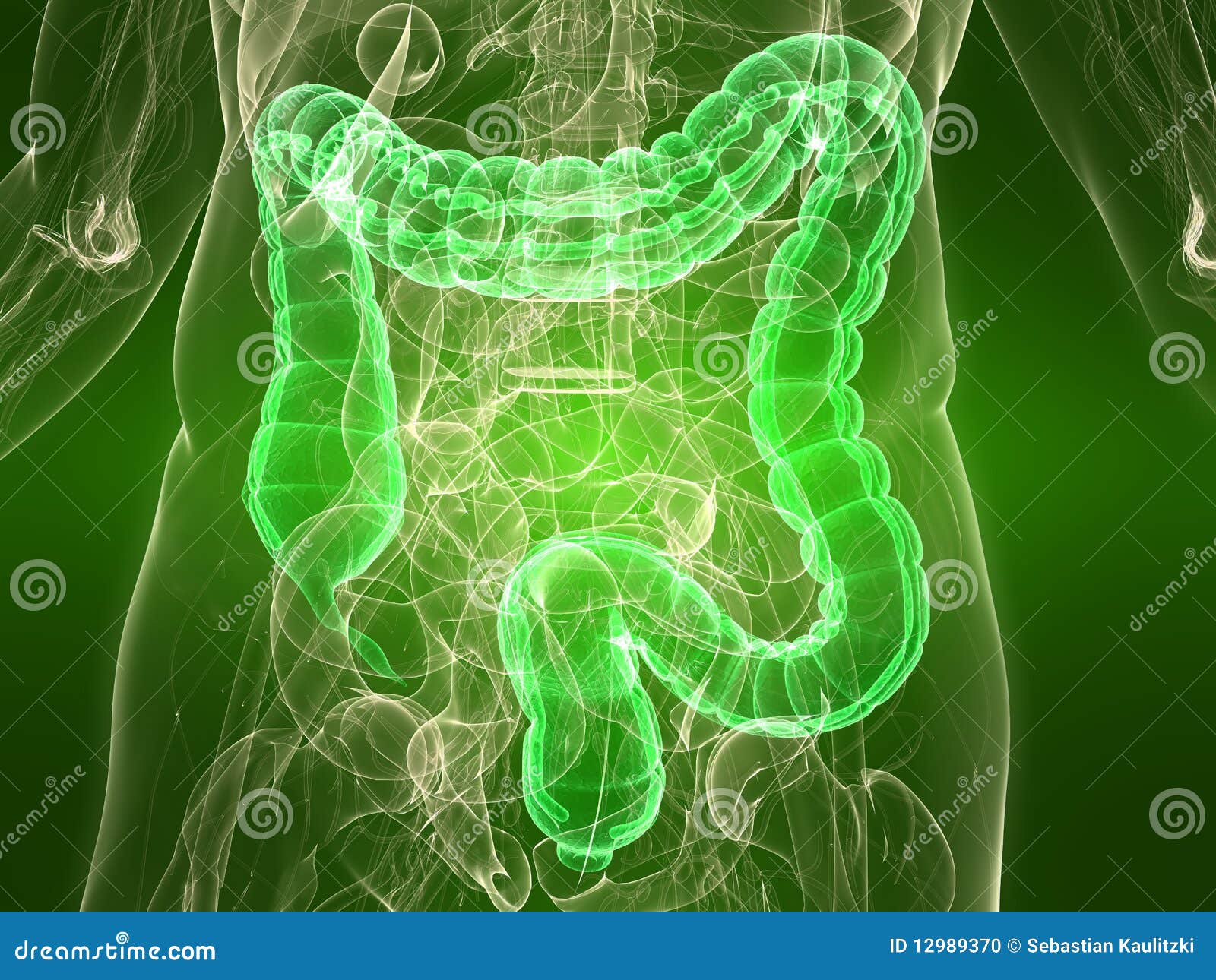 Healthy colon stock illustration. Illustration of body - 12989370