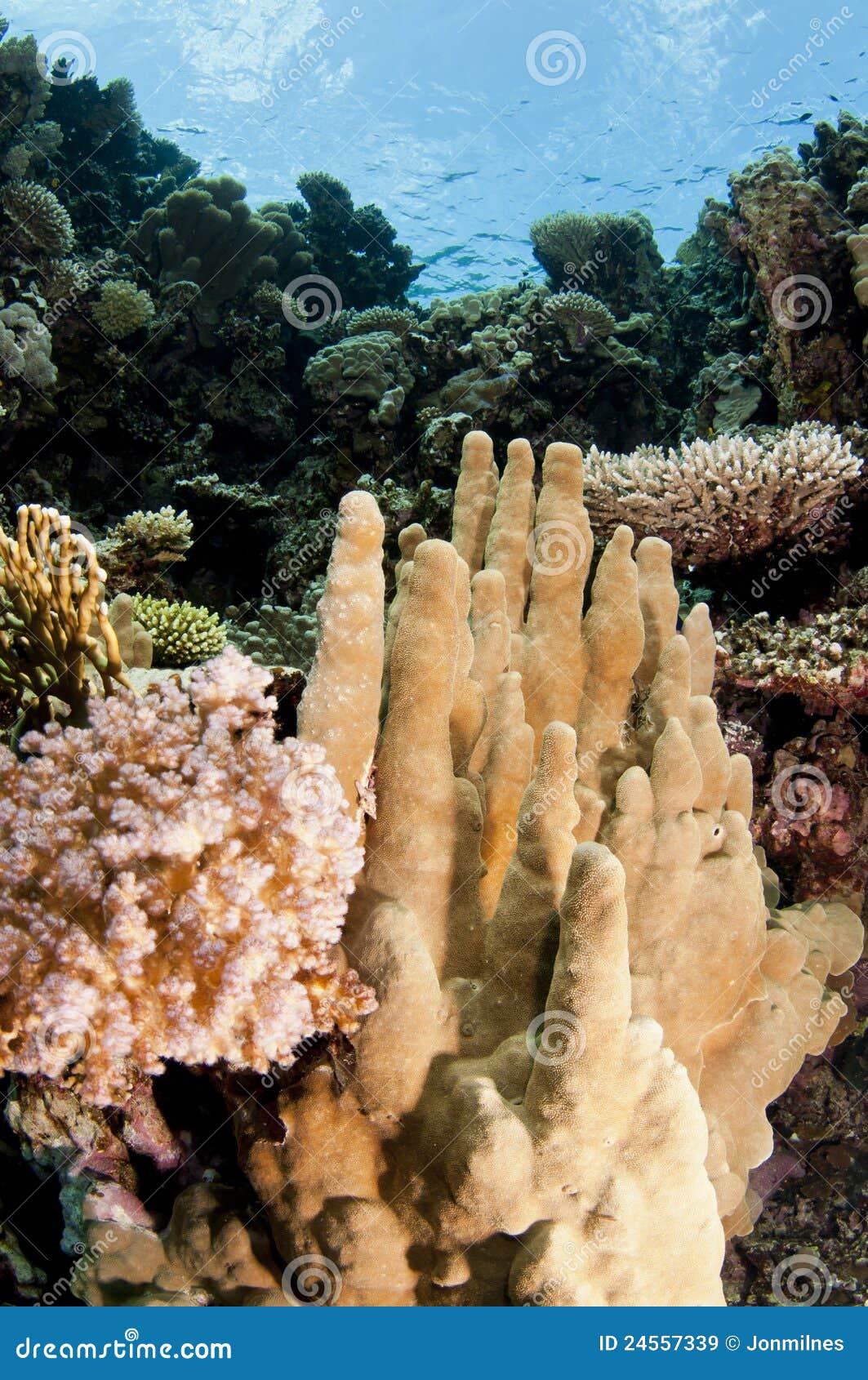 Healthy coral reef stock image. Image of dive, environment - 24557339