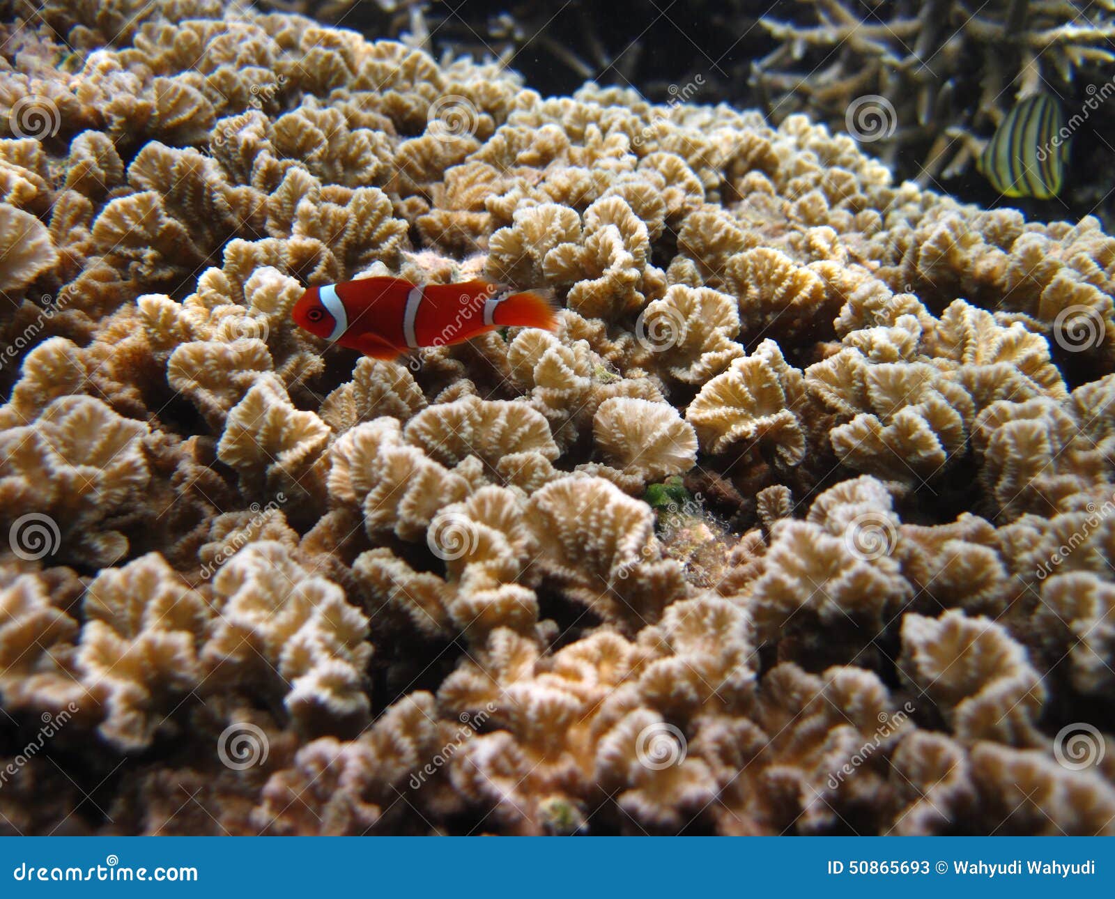 Healthy coral reefs stock image. Image of waves, java - 50865693