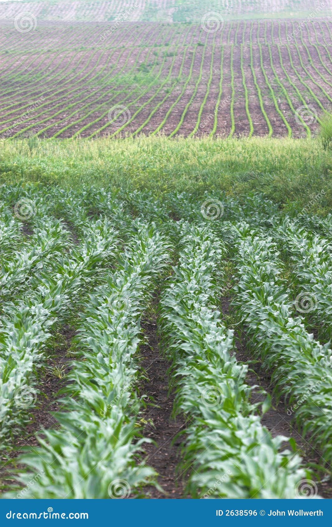 Healthy corn crop stock photo. Image of grain, crop, soil - 2638596