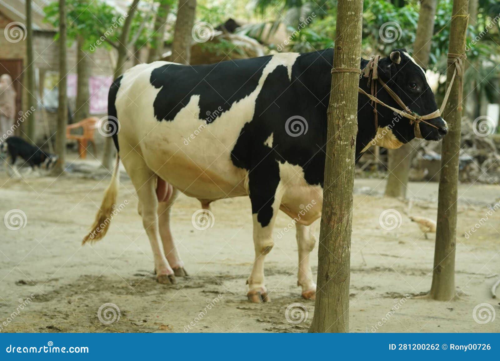 Healthy Cow Fat Cow Beautiful Cow Stock Photo - Image of sheep, horse ...