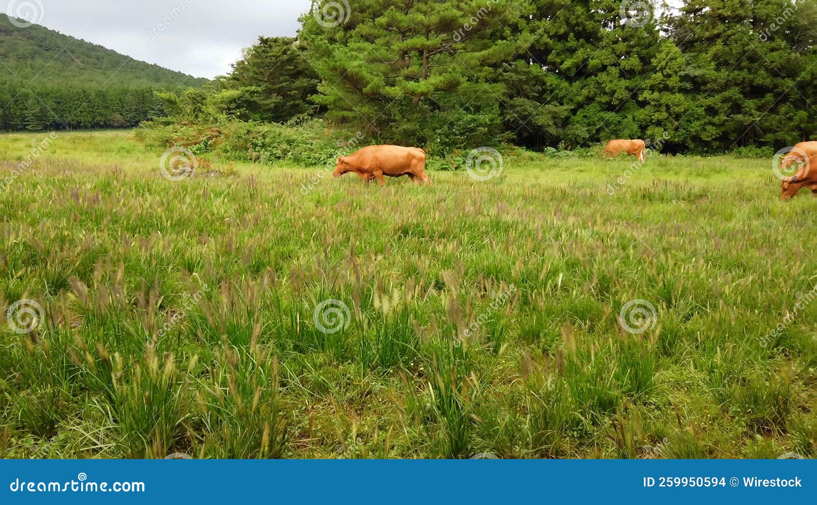 Healthy Cows Grazing in a Green Pasture Stock Footage - Video of ...