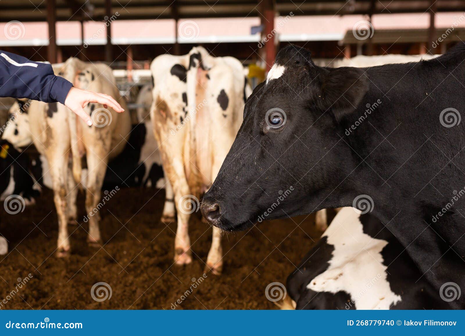 Healthy Cows Stand Indoor in Cowshed Stock Photo - Image of mammal ...