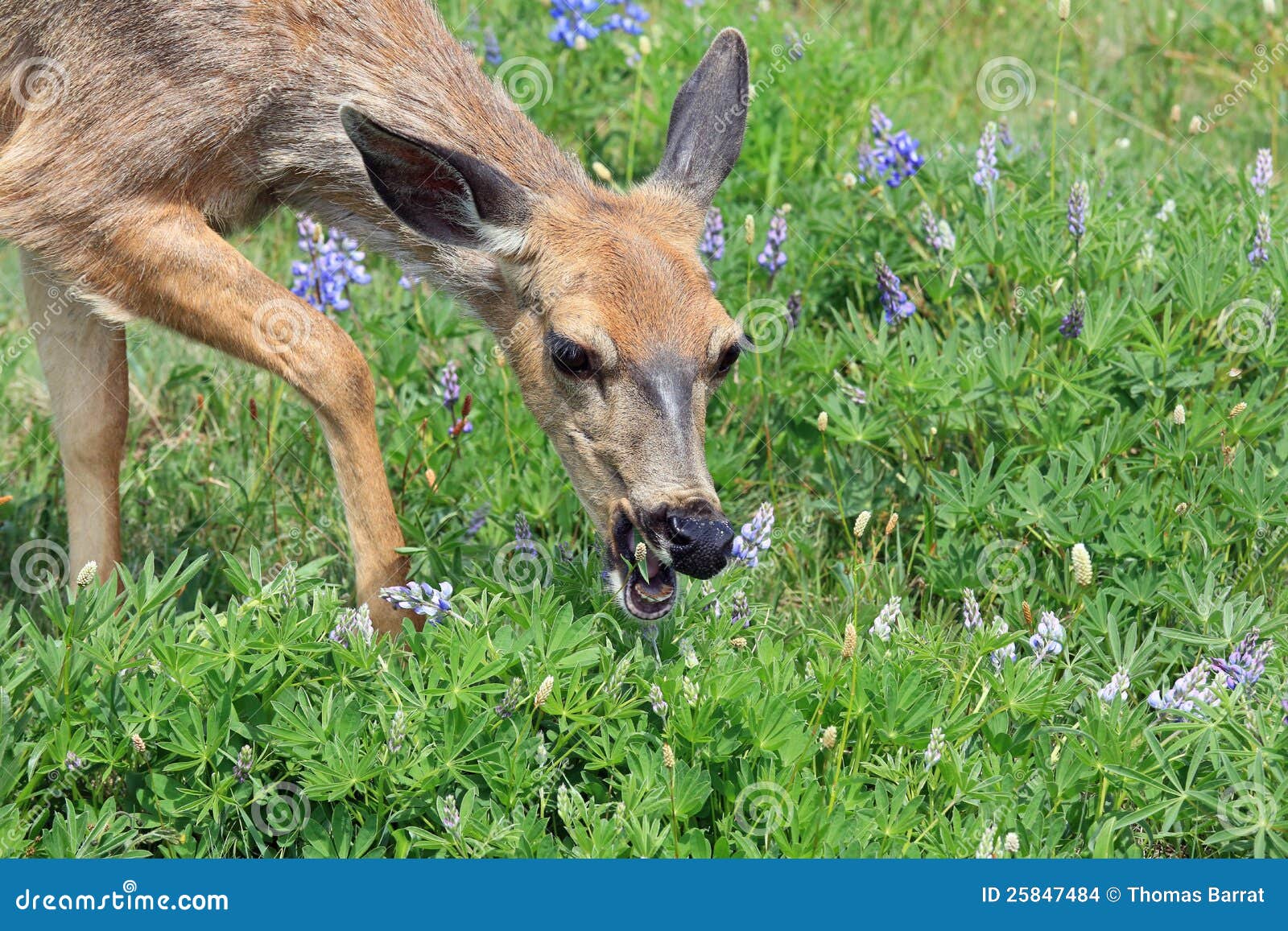 Healthy deer grazing stock photo. Image of travel, summer - 25847484