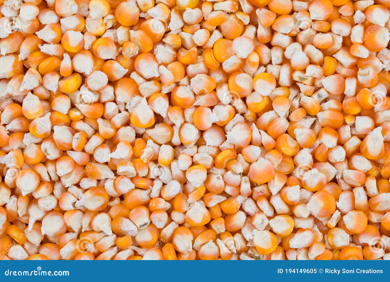 Healthy Dried Corn Seeds Also Know As Makki Stock Image - Image of ...