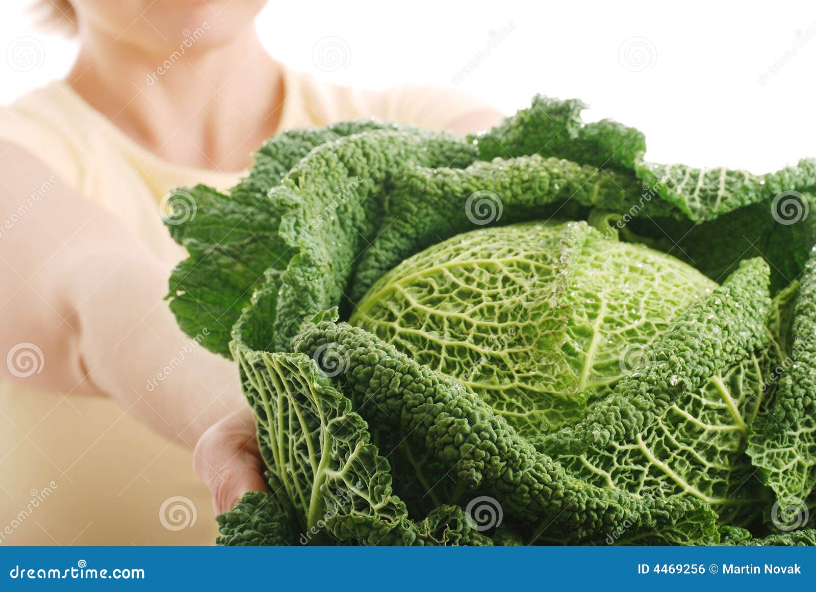 Healthy Eating Savoy Cabbage Stock Photo - Image of lifestyle, hand ...
