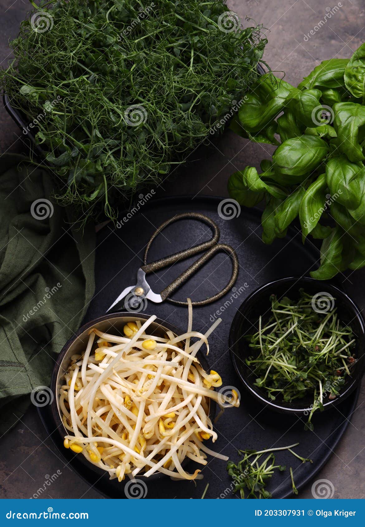 Sprouted beans microgreens stock image. Image of leaf - 203307931