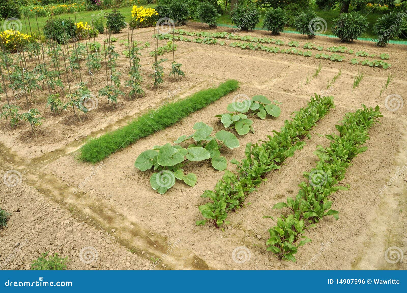 Healthy ecological farm stock photo. Image of vegetable - 14907596