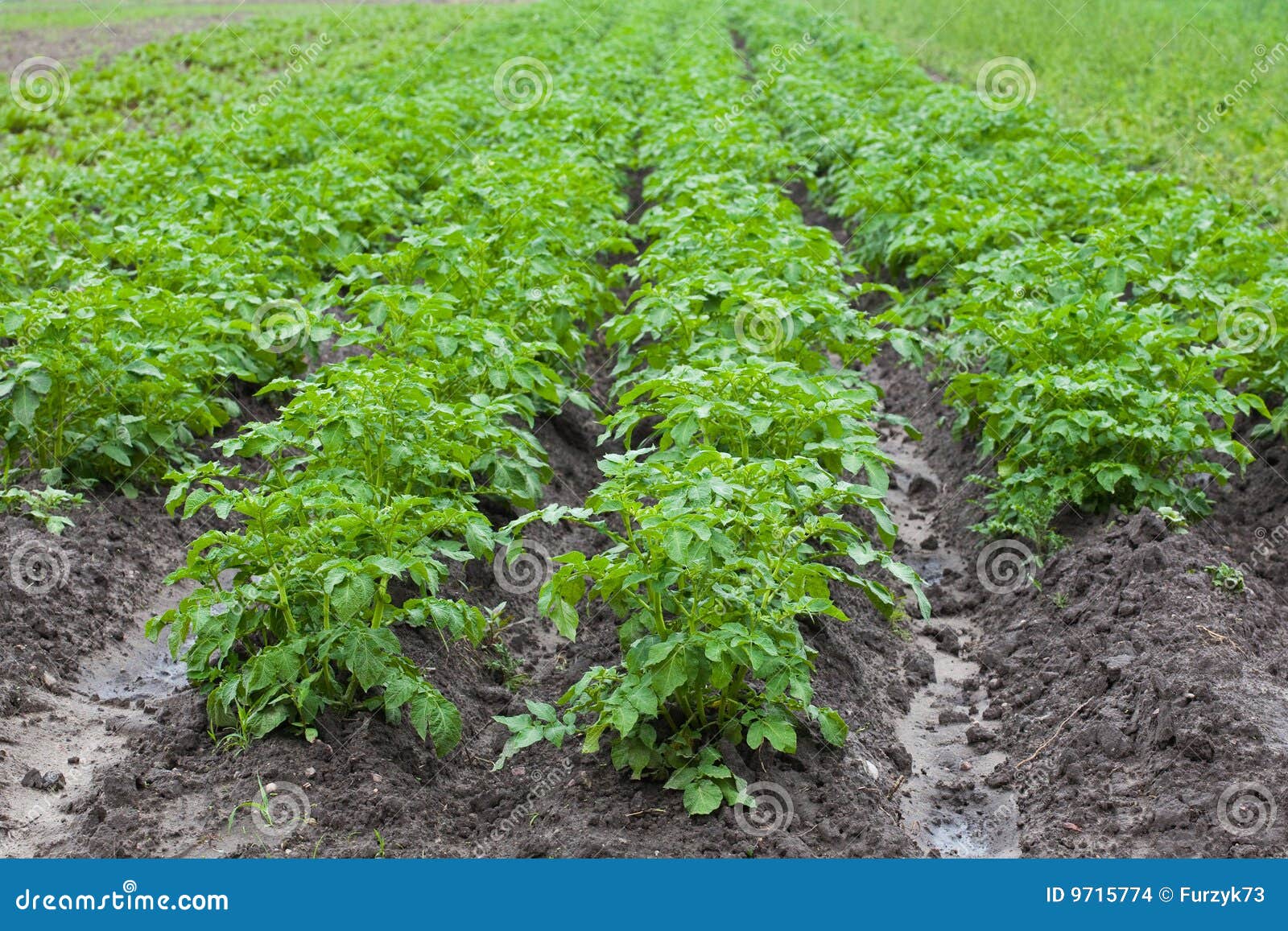 Healthy Ecological Plantation Stock Photo - Image of fresh, backdrop ...