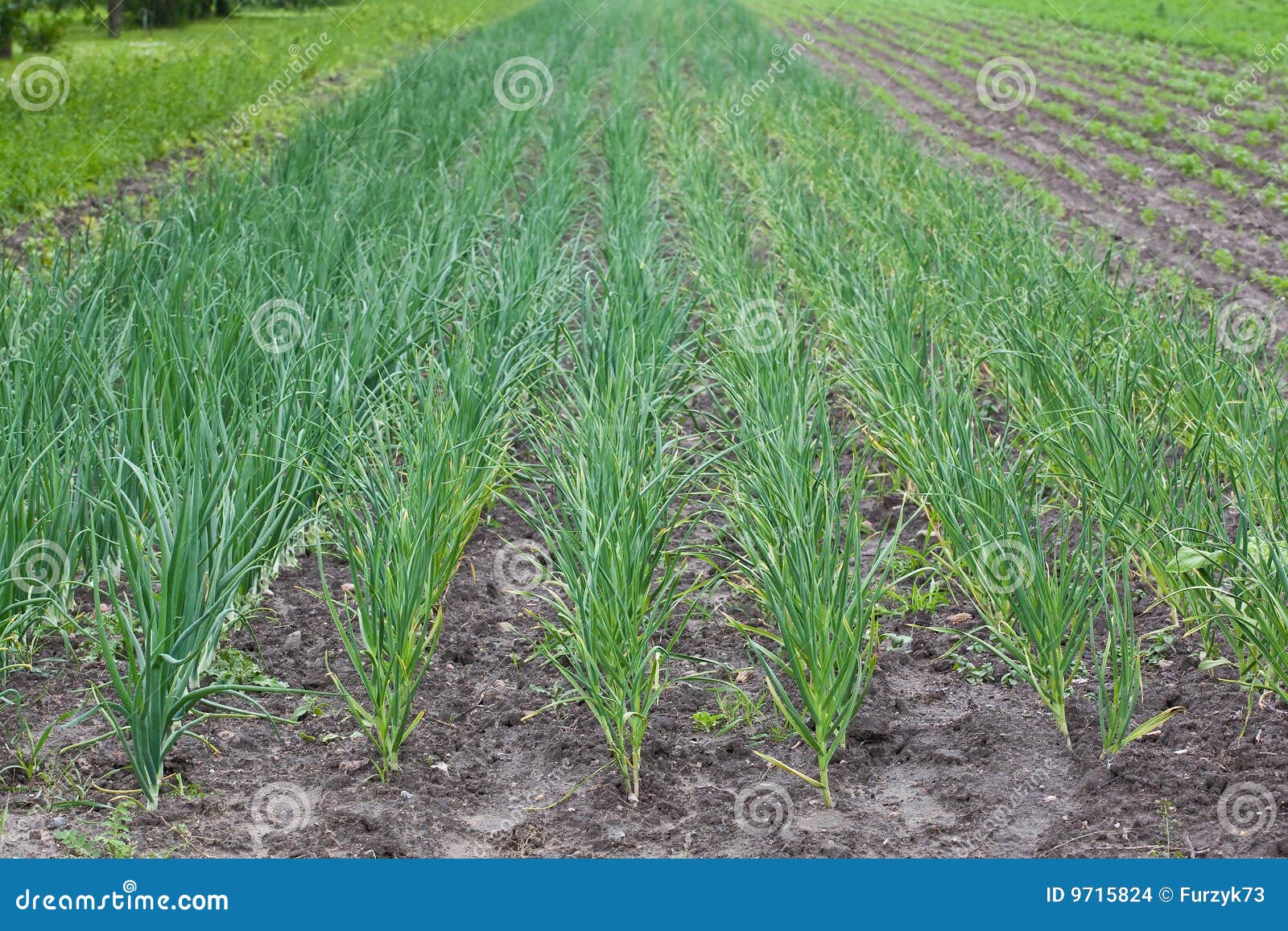 Healthy Ecological Plantation Stock Photo - Image of chieves ...