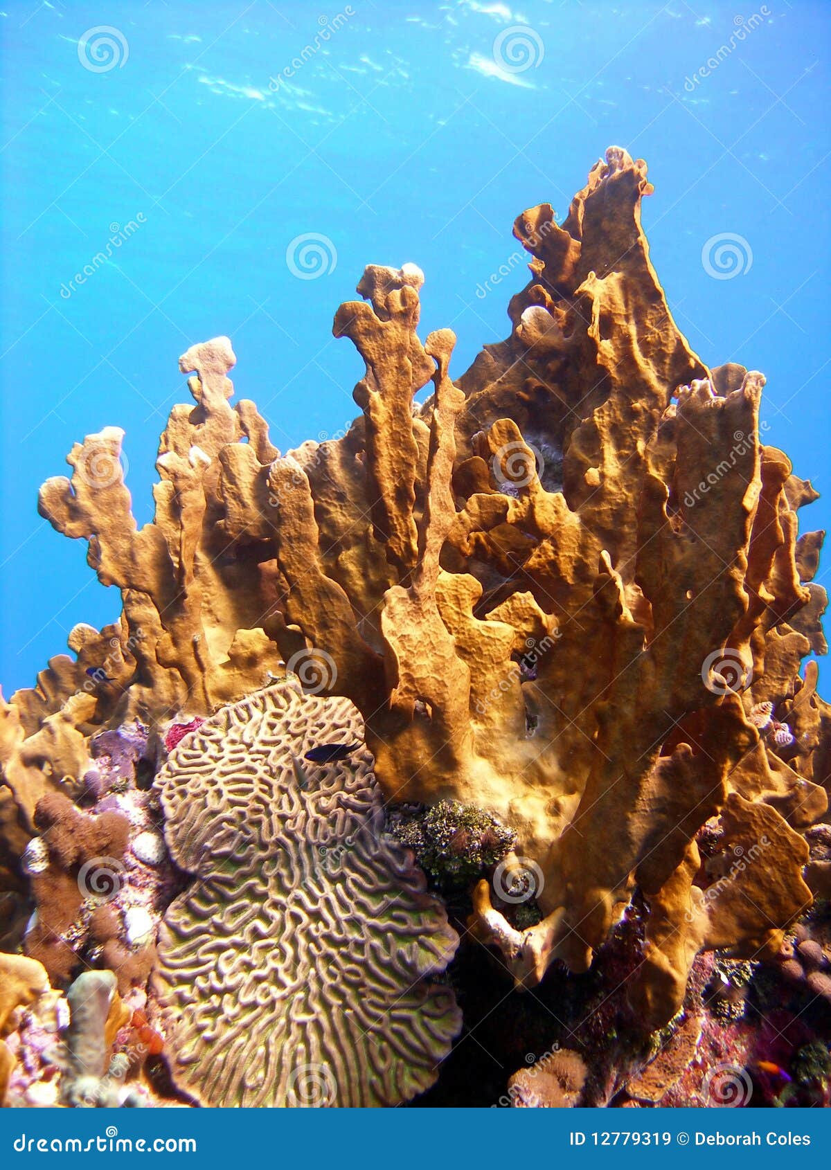 Healthy fire coral stock image. Image of saltwater, blue - 12779319