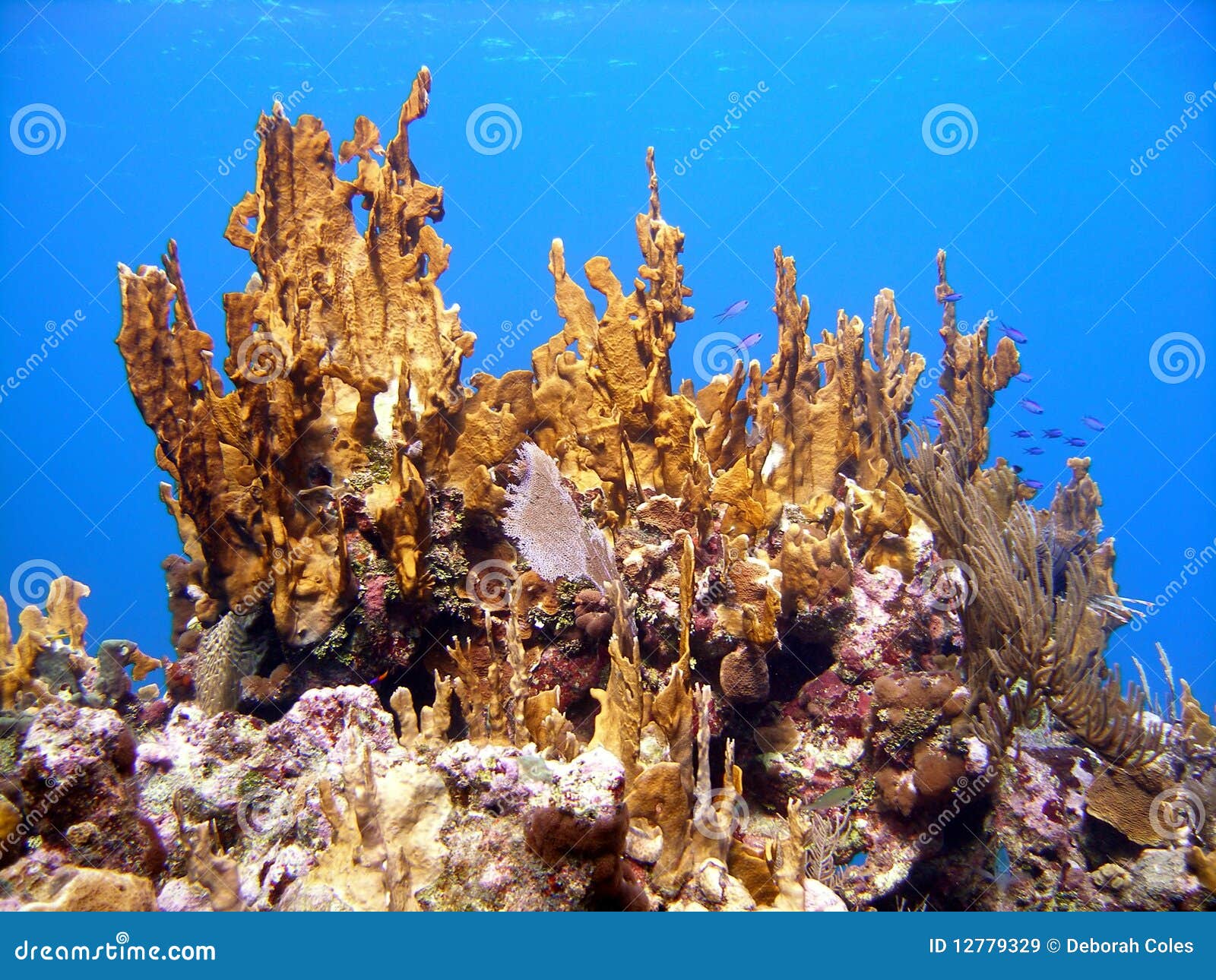 Healthy fire coral stock image. Image of diver, colourful - 12779329