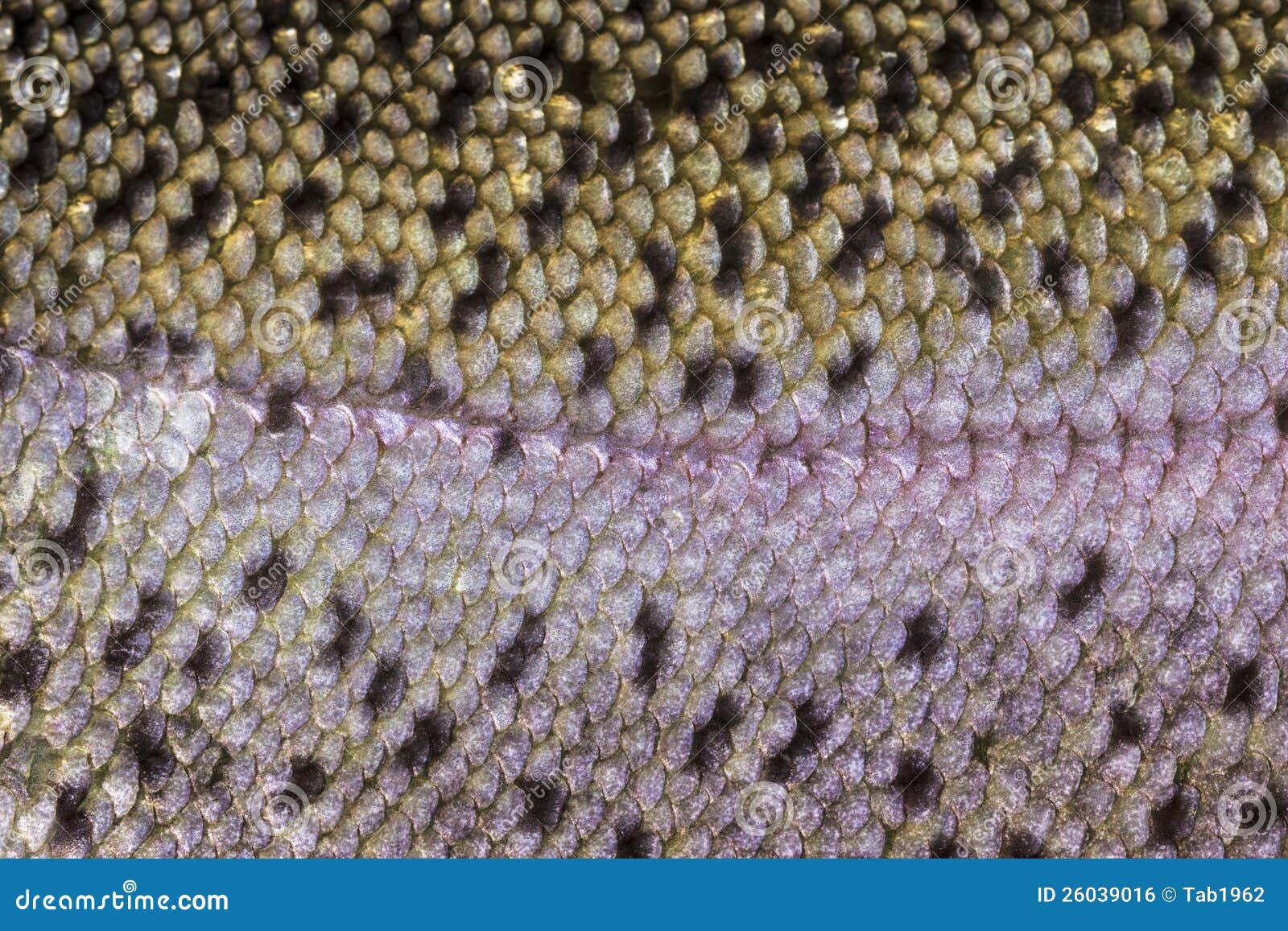 Healthy Fish Scales- Macro Shot Royalty Free Stock Image - Image: 26039016