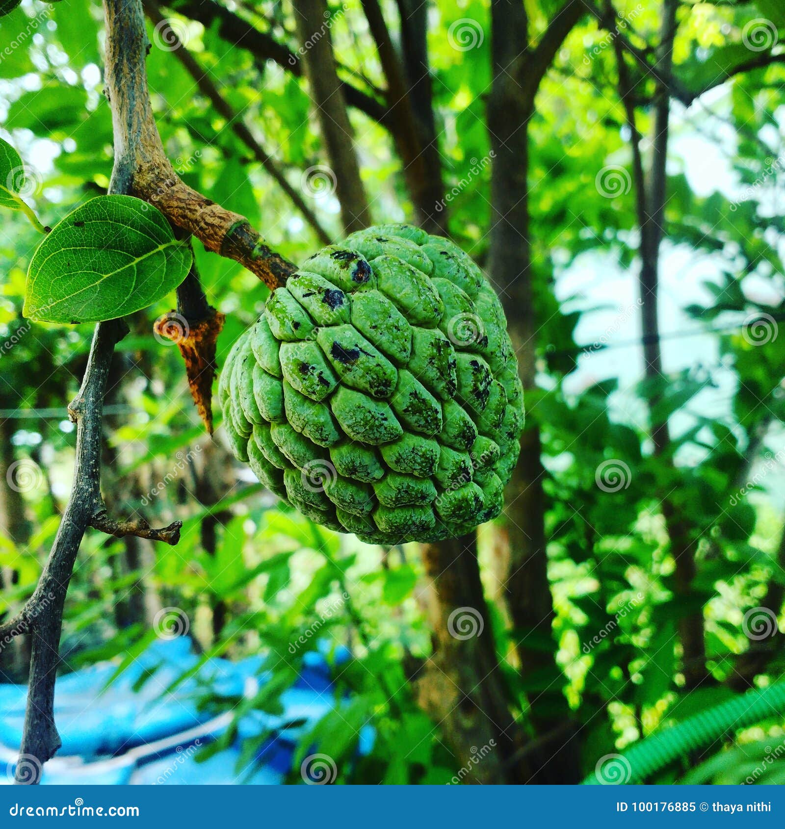 Natural fruit photography stock image. Image of click - 100176885