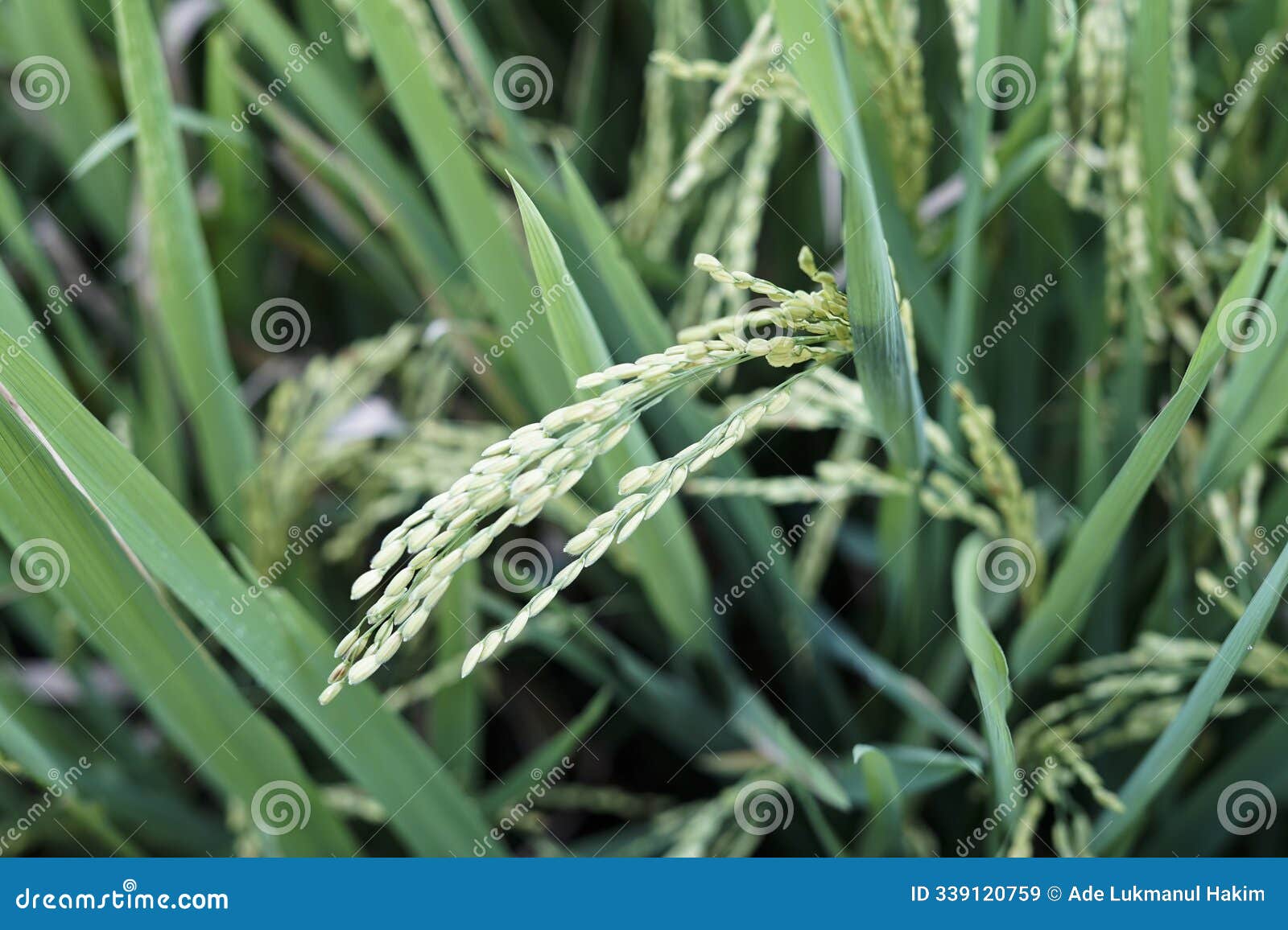 Healthy and Good Rice Growth Ready for Harvest Stock Image - Image of ...
