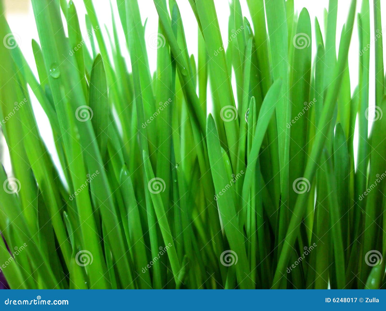 Healthy grass stock image. Image of lawn, environment - 6248017