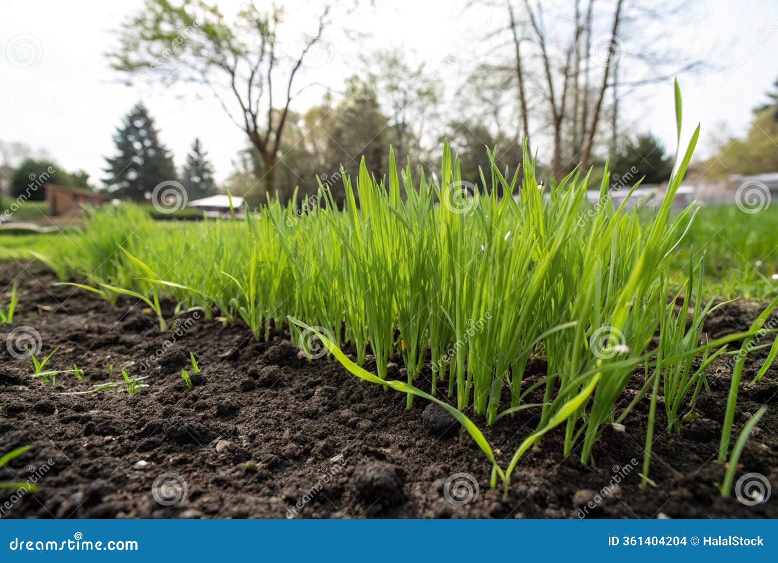 Healthy Grass Growing in Soil Pattern. Art Green Grass in Soil ...