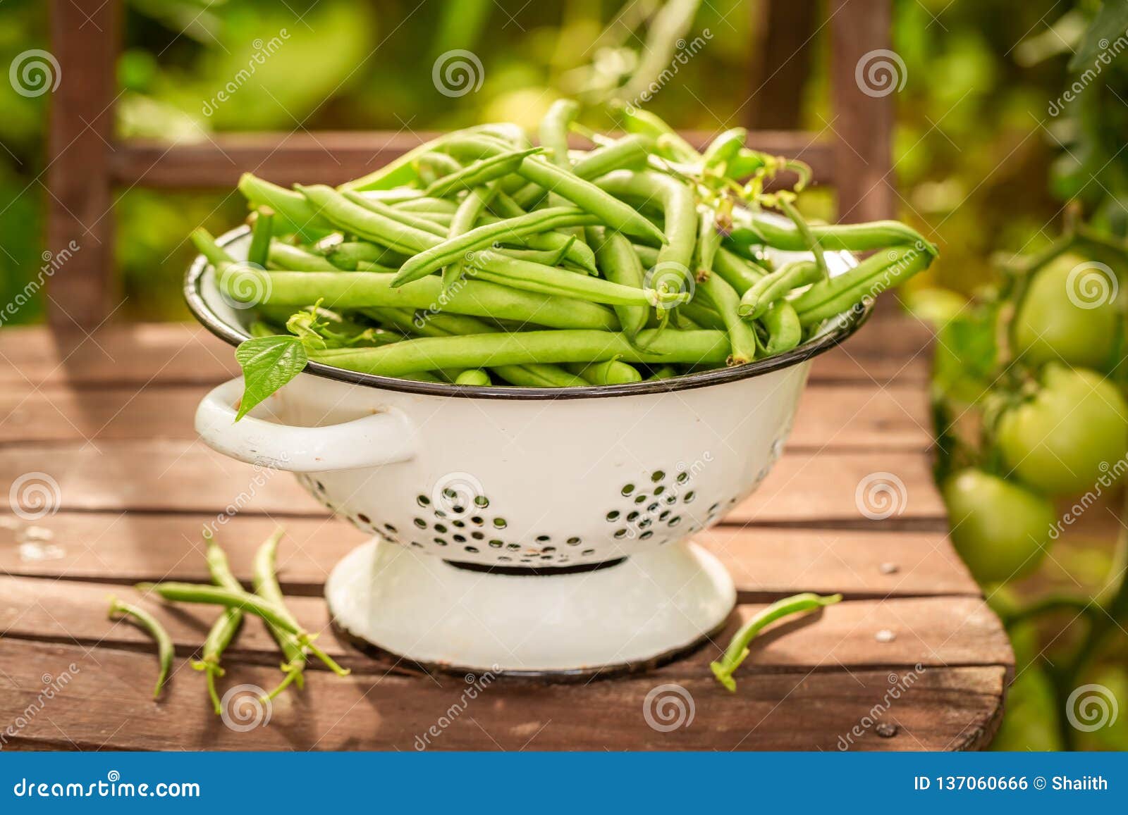 Healthy Green Beans in a Small Greenhouse Stock Photo - Image of ...