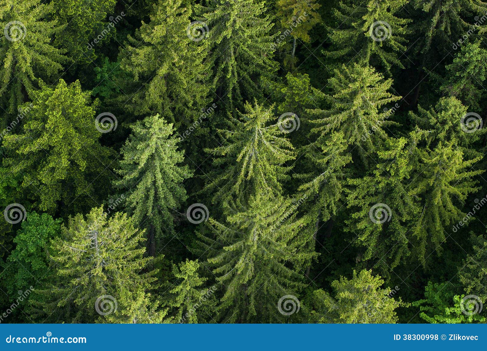 Healthy Green Forest with Tree Tops Stock Photo - Image of spring ...