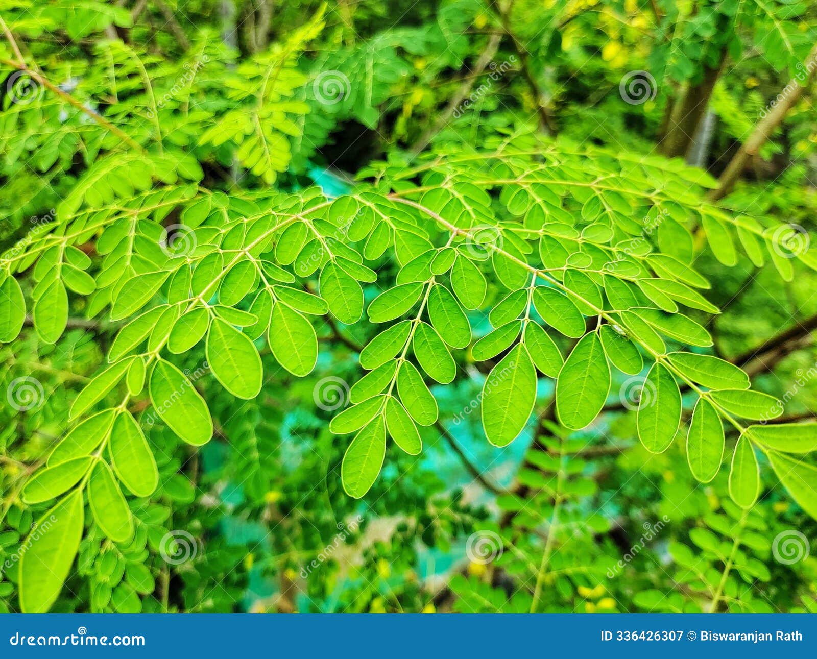 Healthy Green Moringa Leaf in Nice Blur Background HD Stock Image ...