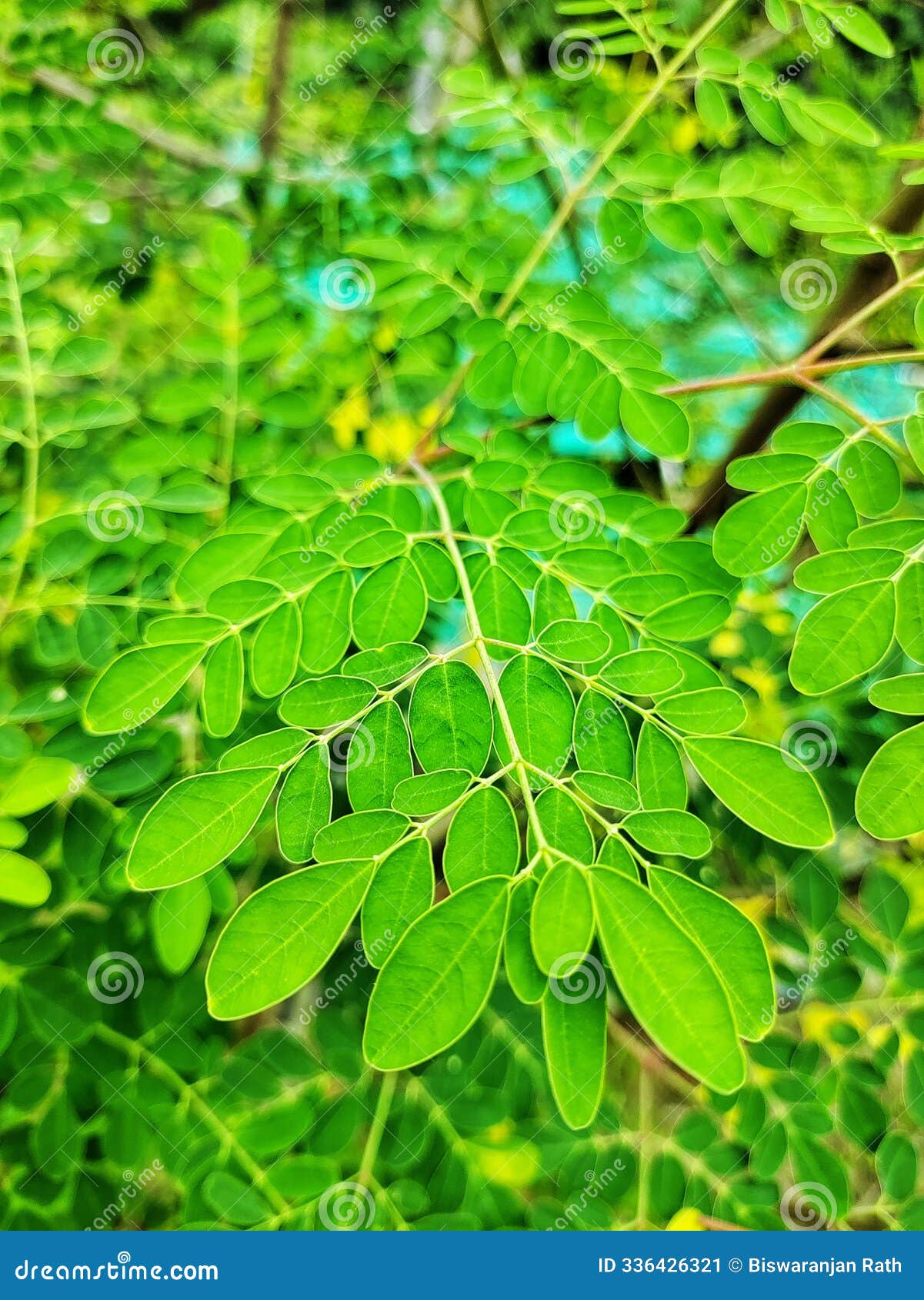 Healthy Green Moringa Leaf in Nice Blur Background HD Stock Image ...