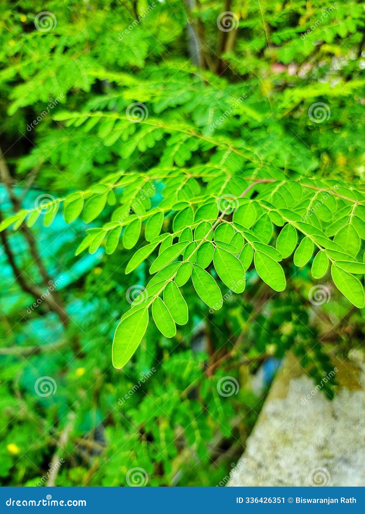 Healthy Green Moringa Leaf in Nice Blur Background HD Stock Image ...