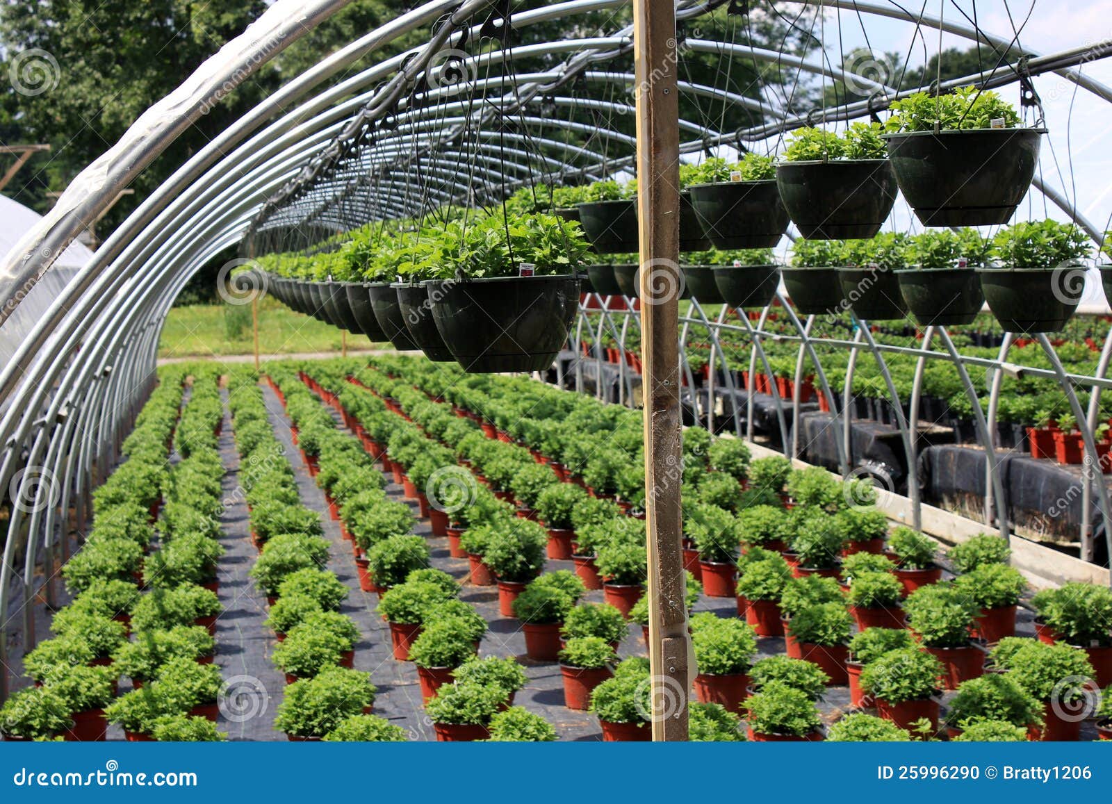 Healthy green plants stock photo. Image of plants, landscape - 25996290