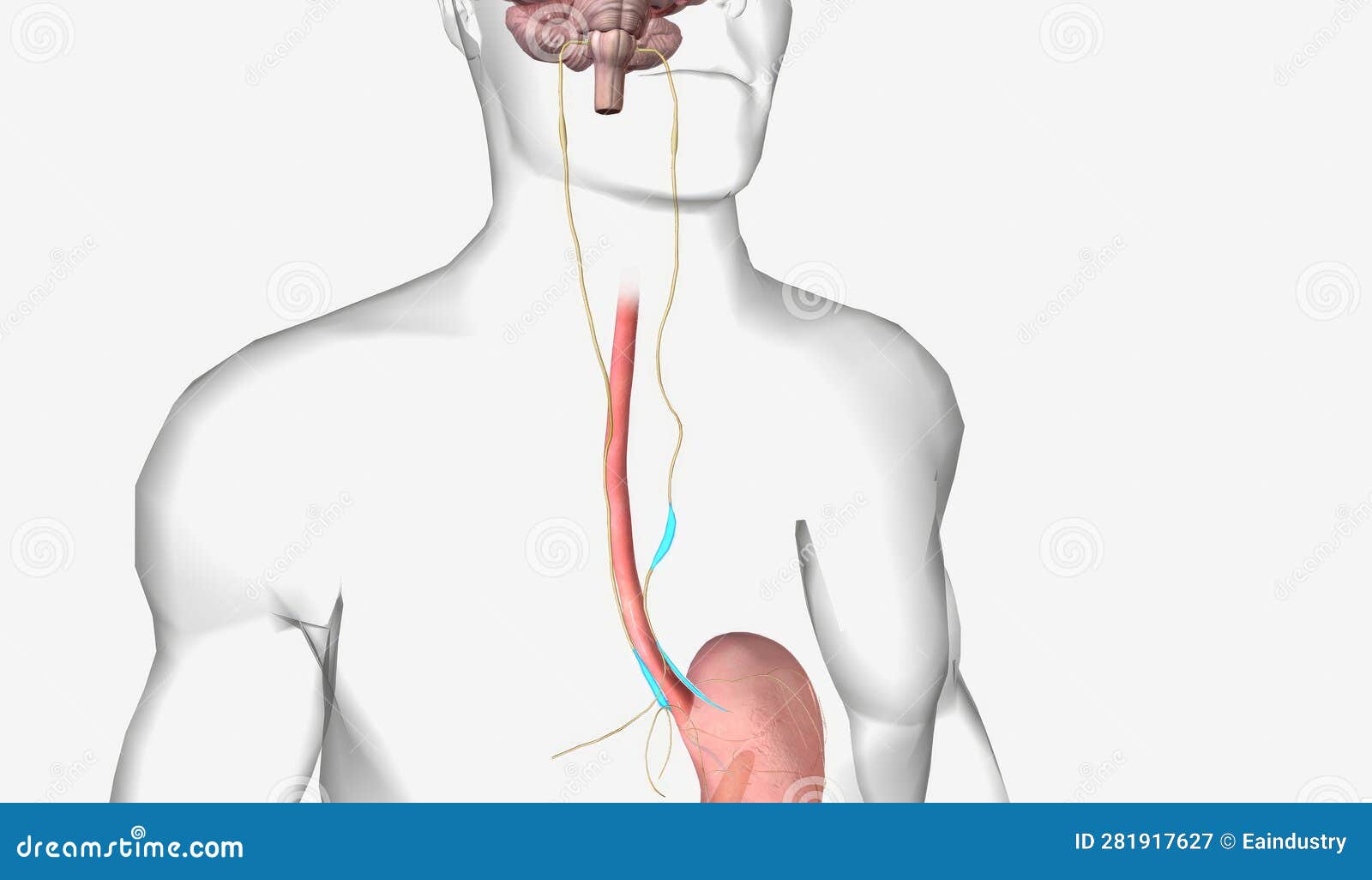 Healthy Gut and Brain Axis stock illustration. Illustration of nose ... Healthy Gut and Brain Axis stock illustration. Illustration of nose ...