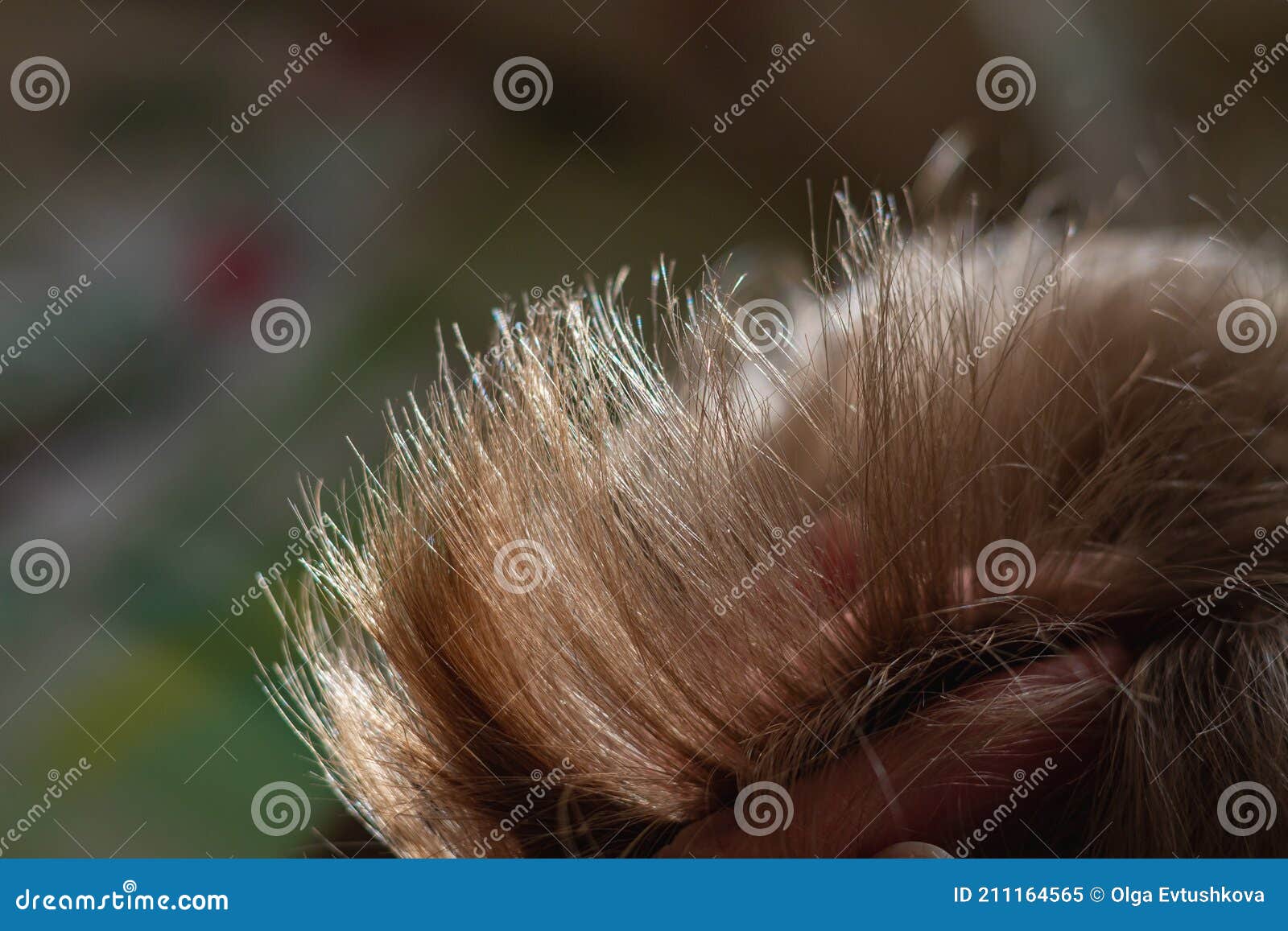 Healthy Hair on the Head with Healthy Tips of the Color Blonde Stock ...