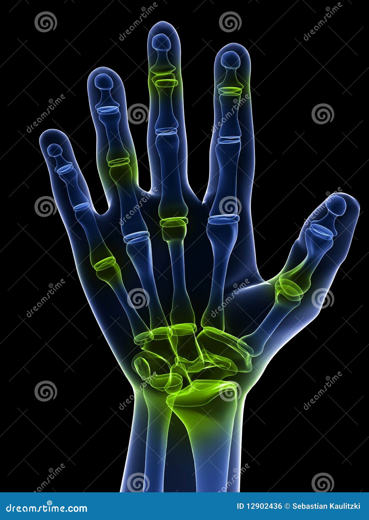 Healthy hand stock illustration. Illustration of bone - 12902436