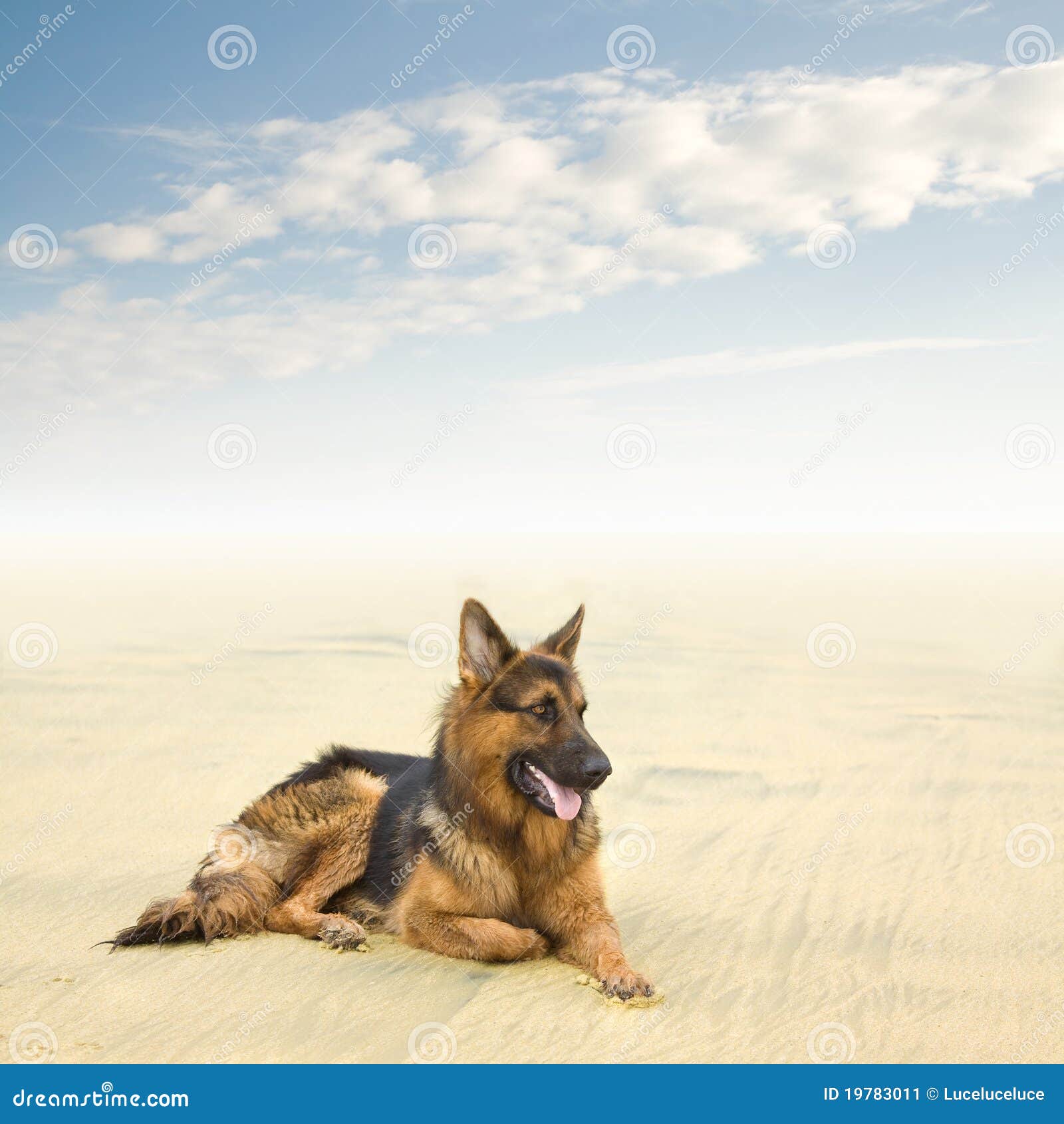 Healthy and Happy German Shepherd Dog Stock Image - Image of beach ...