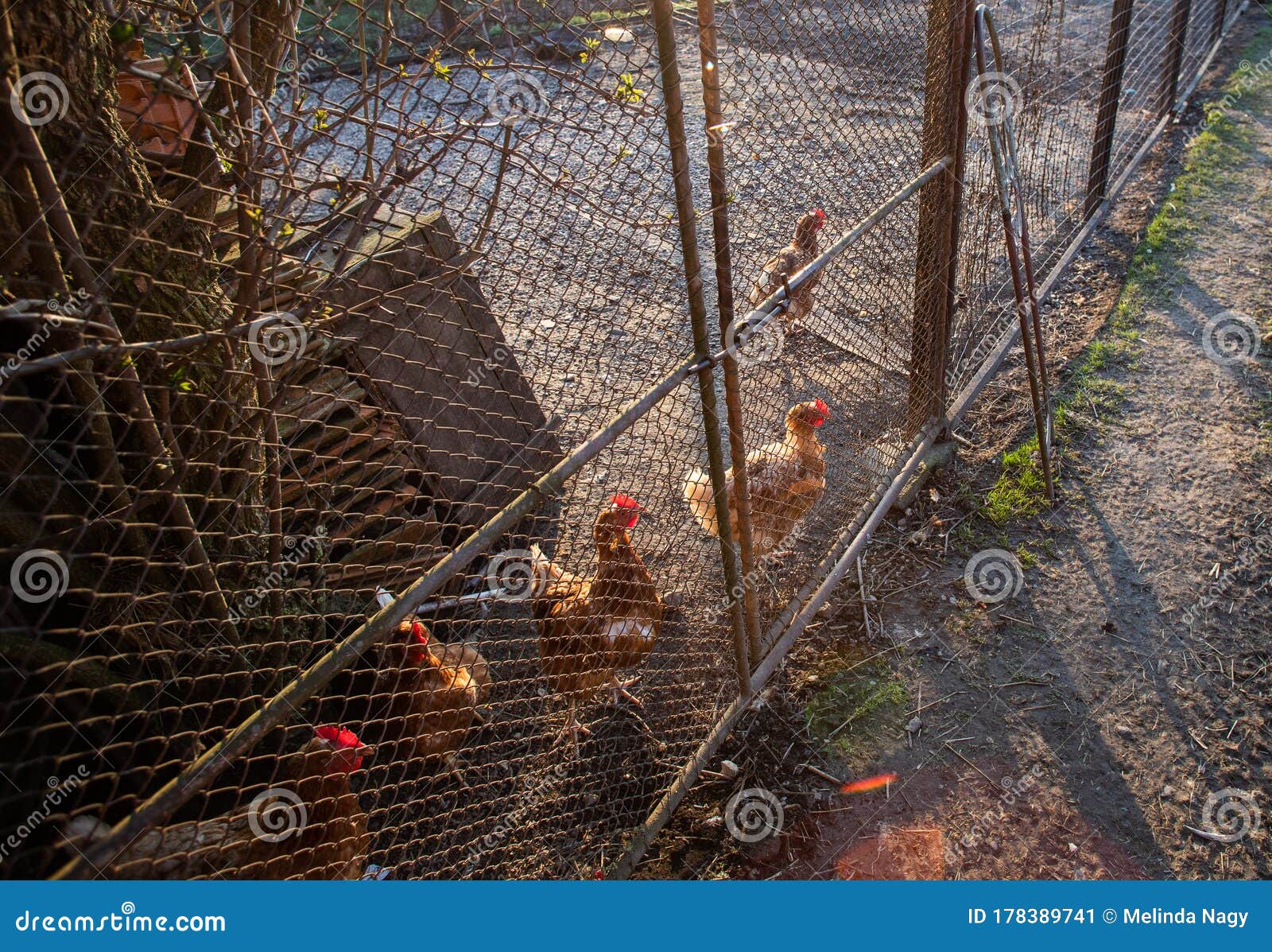 Healthy Hens in the Backyard Stock Image - Image of chicken, beak ...